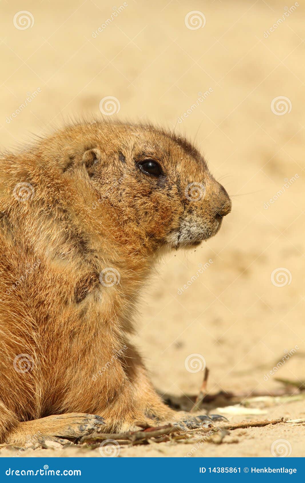 Portrait of a prairie dog stock image. Image of mammal - 14385861