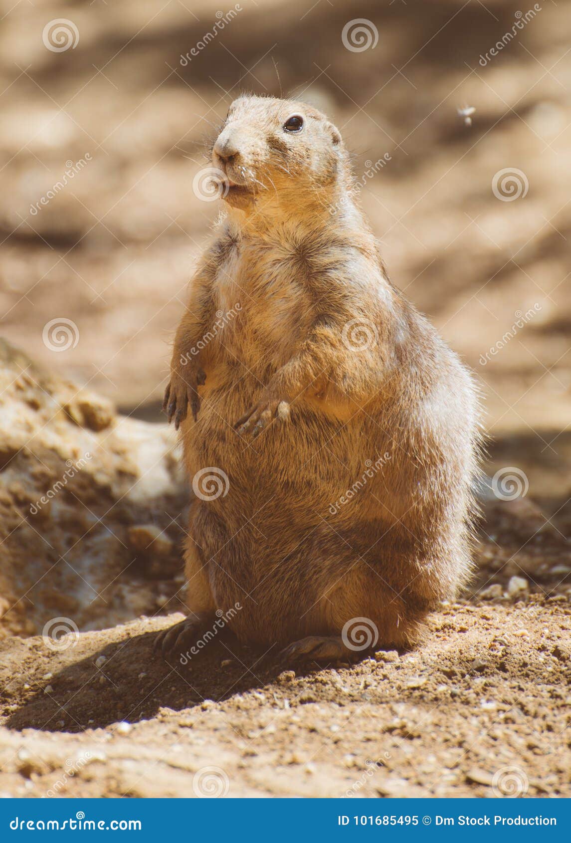 Portrait of Prairie dog. stock image. Image of furry - 101685495