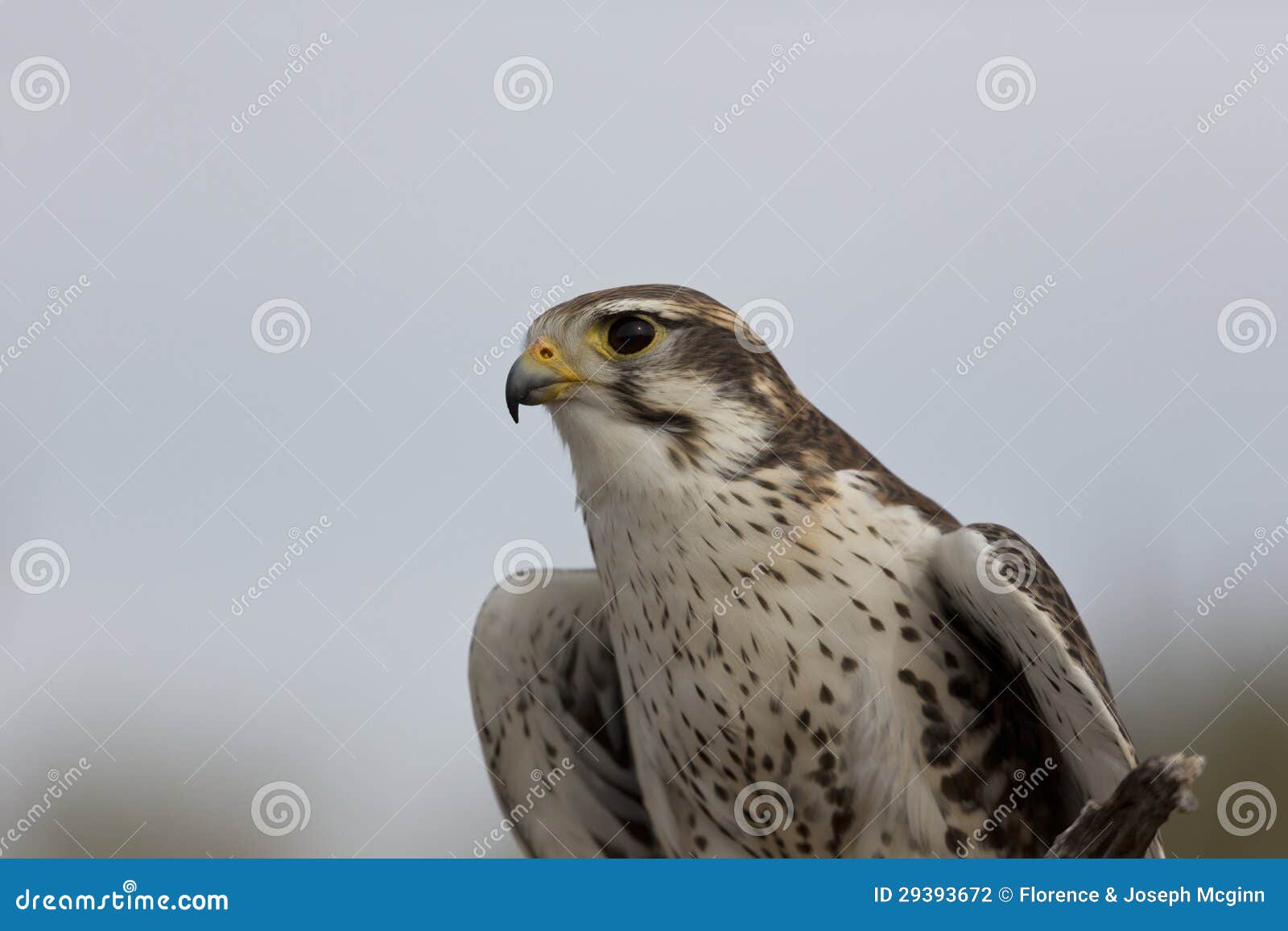 Portrait of a Prairie Falcon Stock Photo - Image of raptor, focus: 29393672