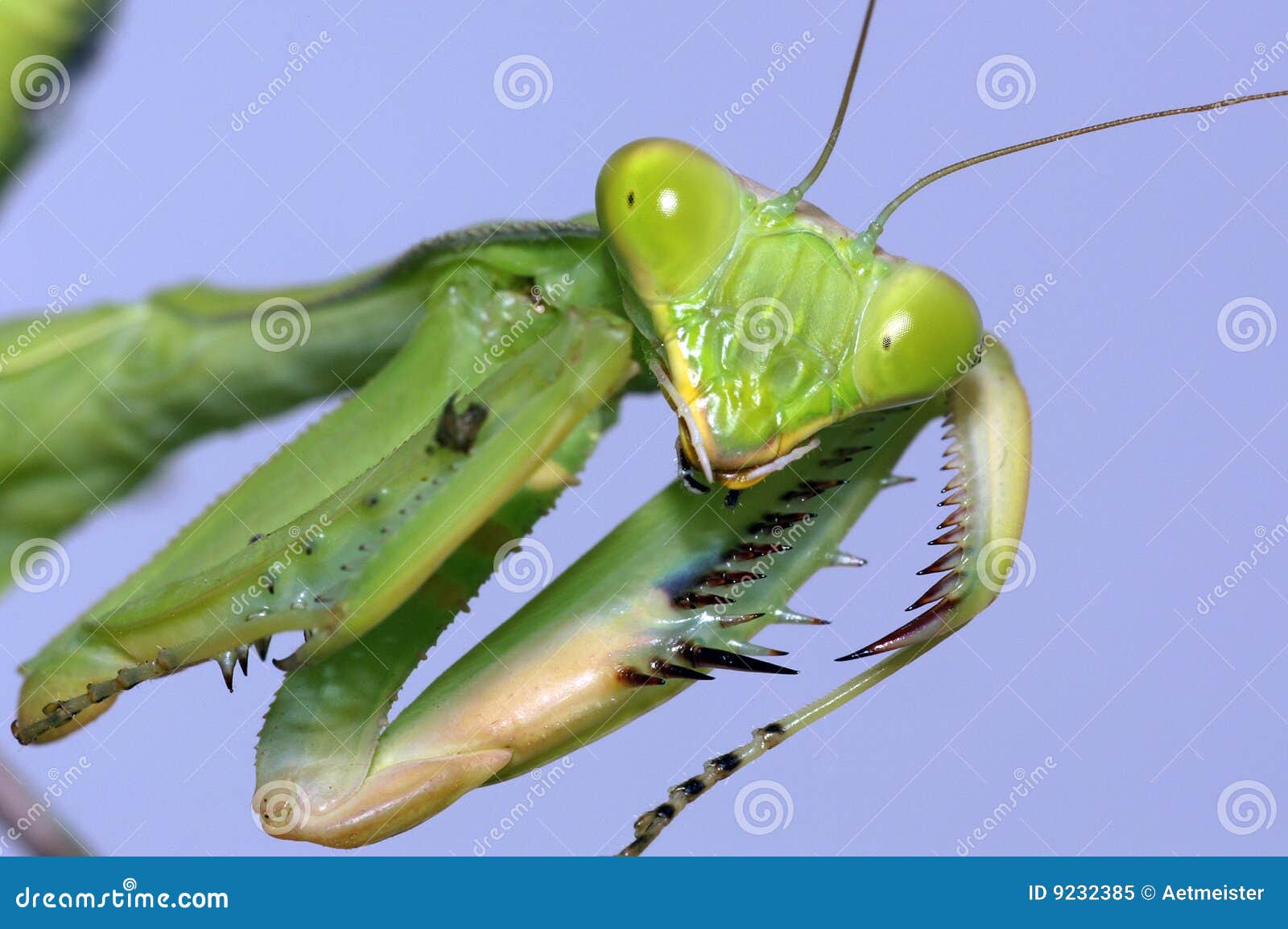 Portrait of the Praying Mantis Stock Image - Image of single, mouth ...