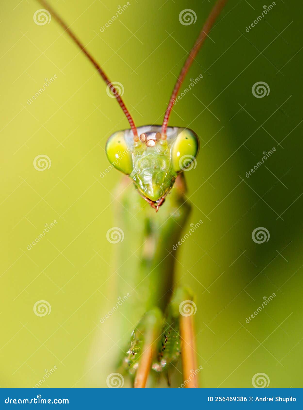 Portrait of Praying Mantis on Green Grass. Stock Photo - Image of macro ...