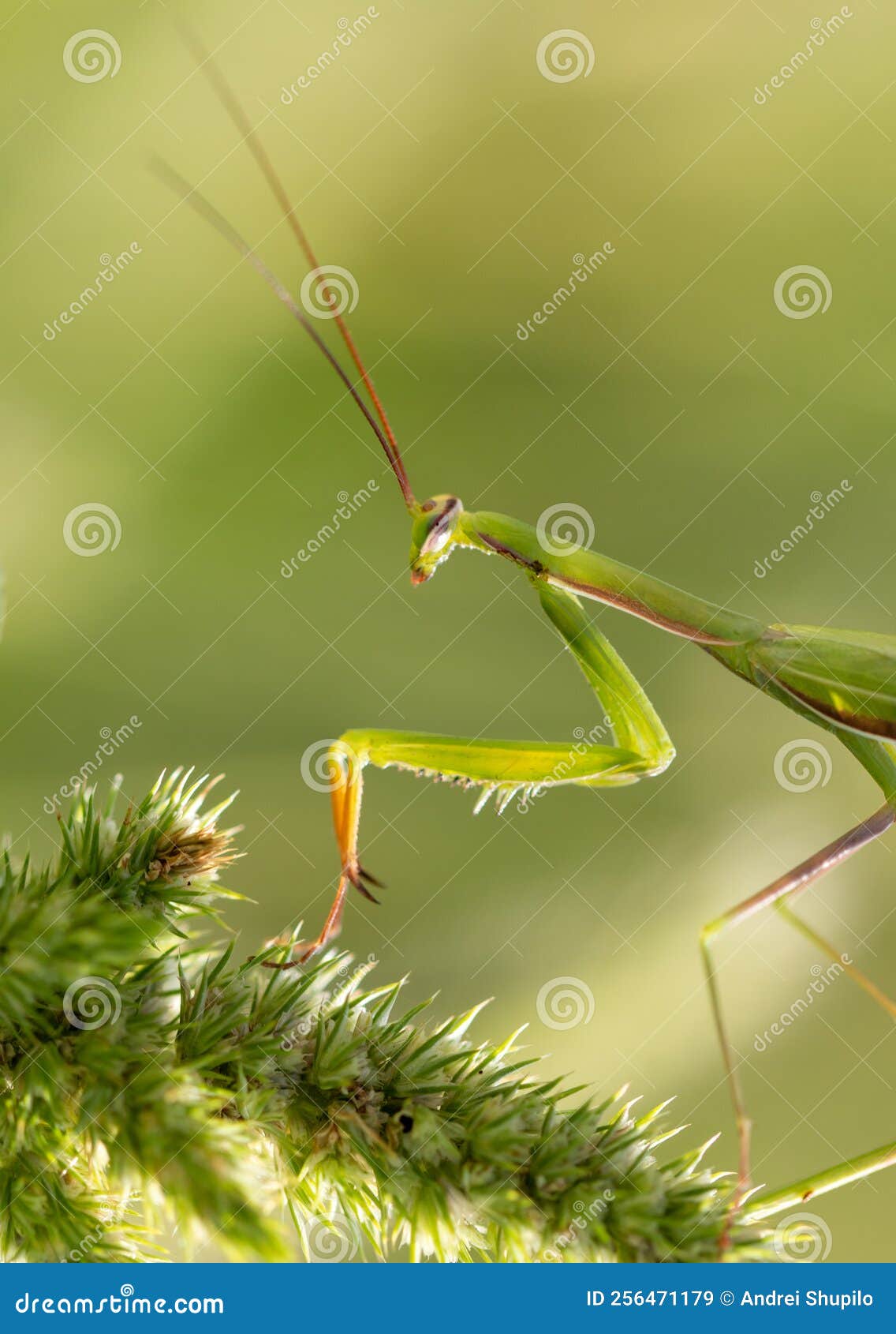 Portrait of Praying Mantis on Green Grass. Stock Image - Image of ...