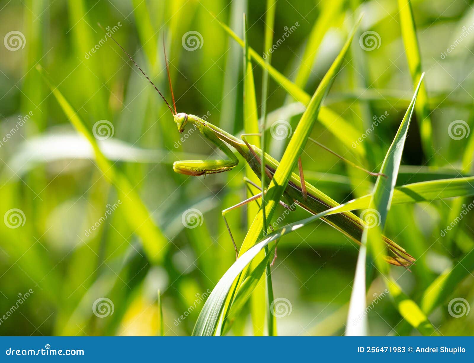 Portrait of Praying Mantis on Green Grass. Stock Image - Image of ...