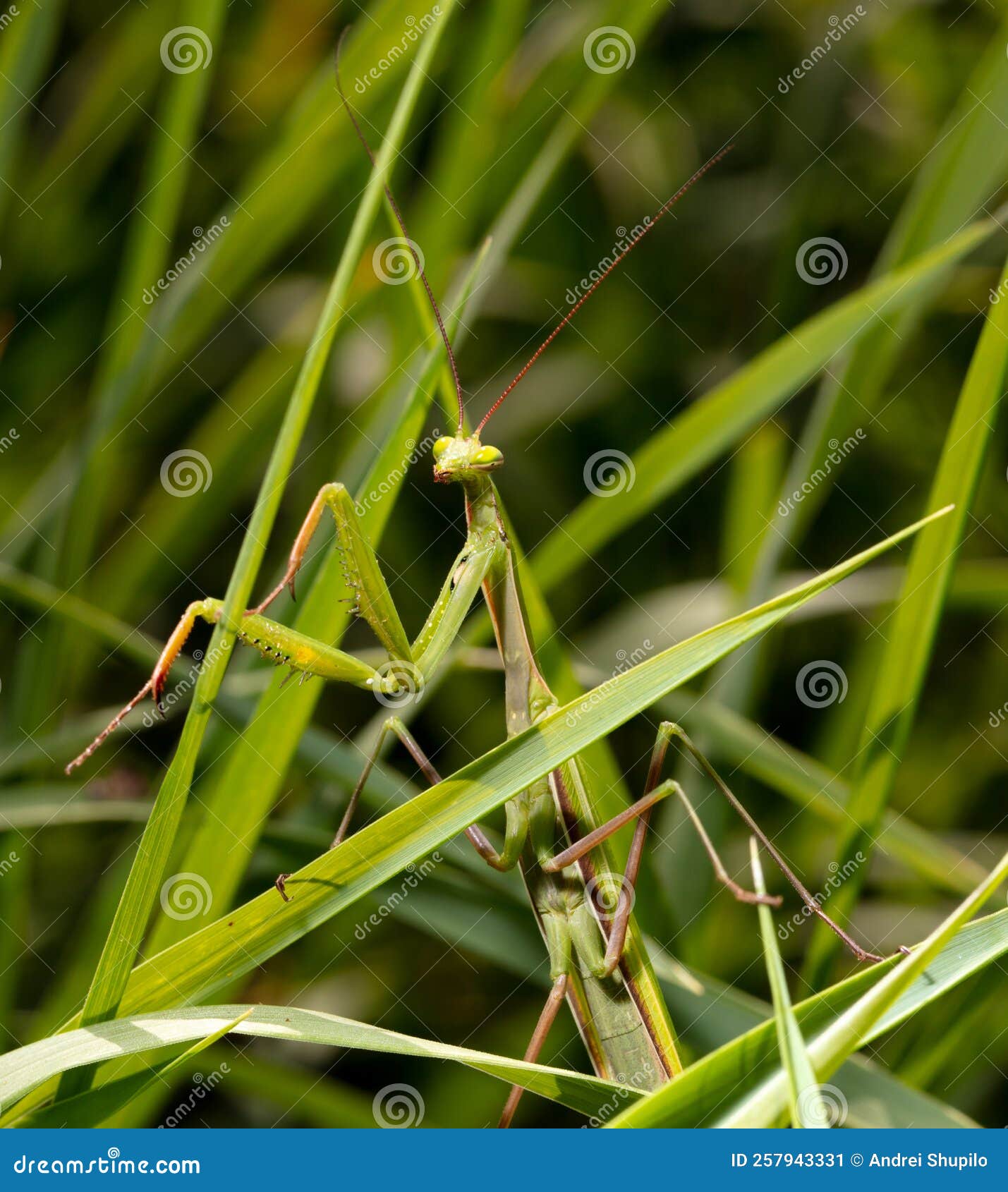 Portrait of Praying Mantis on Green Grass. Stock Image - Image of ...