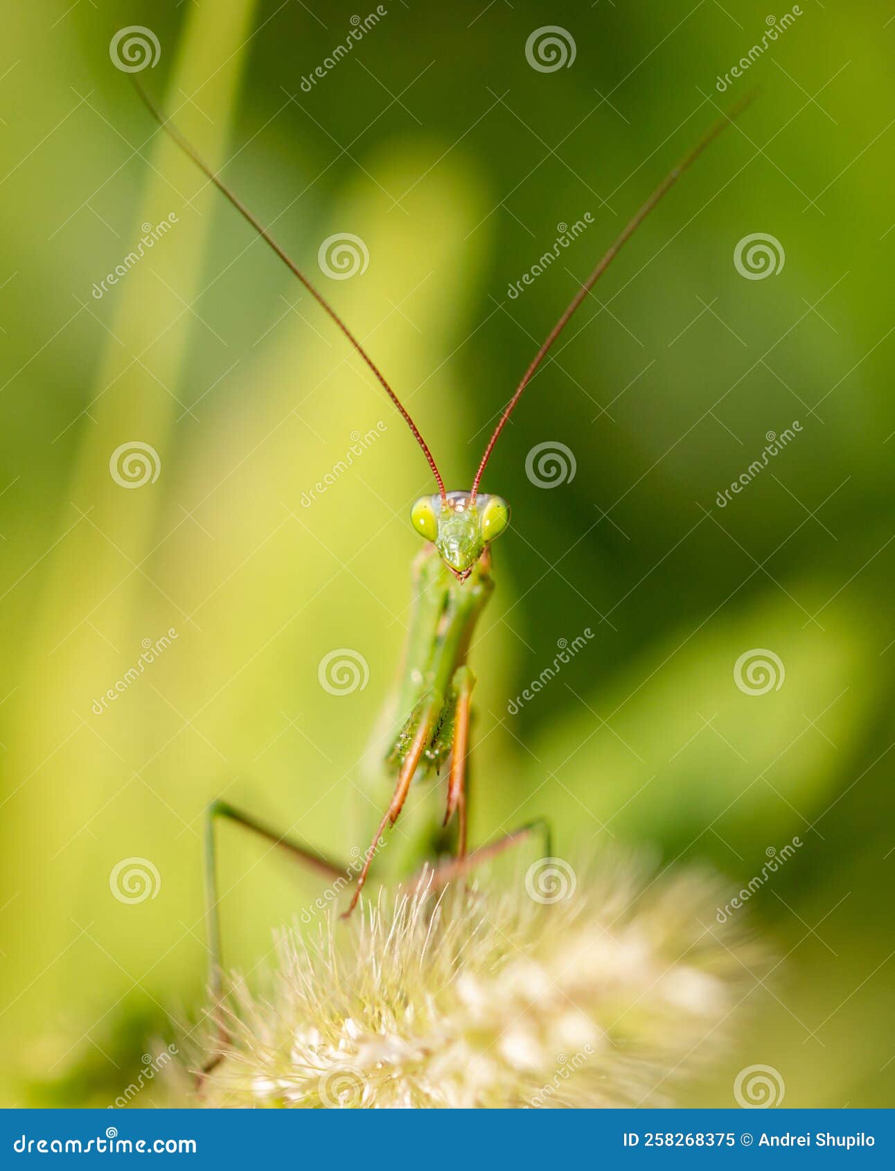 Portrait of Praying Mantis on Green Grass. Stock Image - Image of ...
