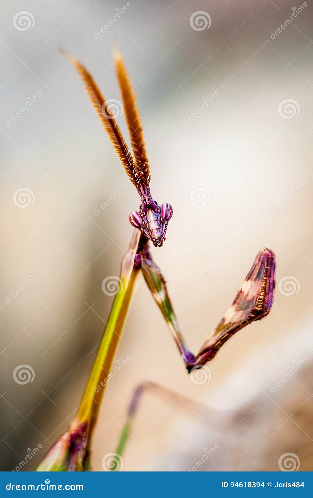 Portrait of Praying Mantis stock photo. Image of carnivorous - 94618394
