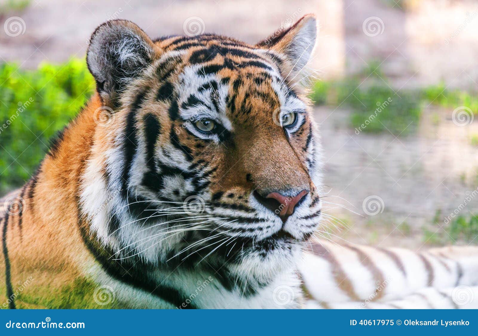Portrait predator tiger stock image. Image of nature - 40617975