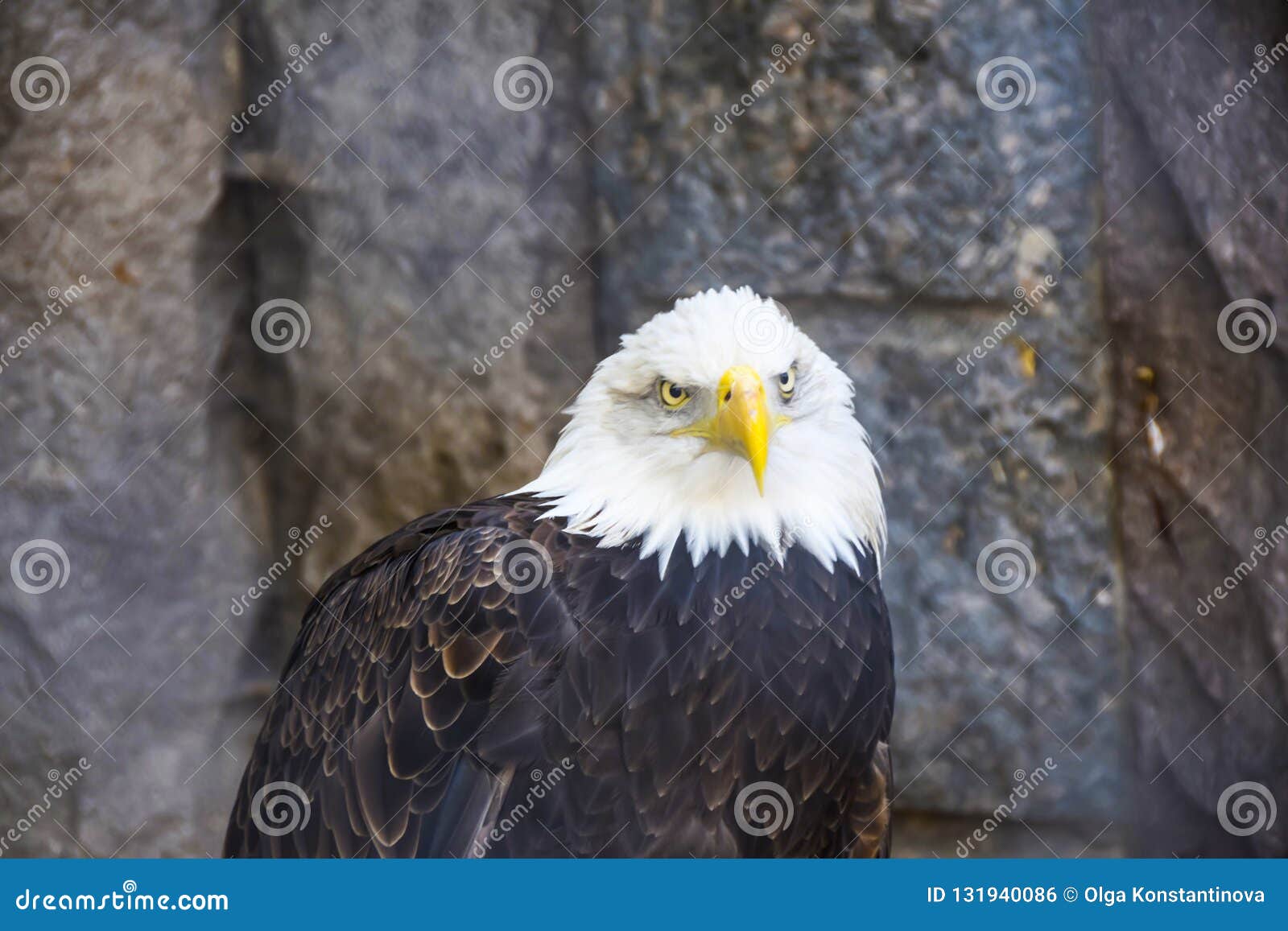 Portrait of a Predatory Bald Eagle on a Background of Rocks Stones ...