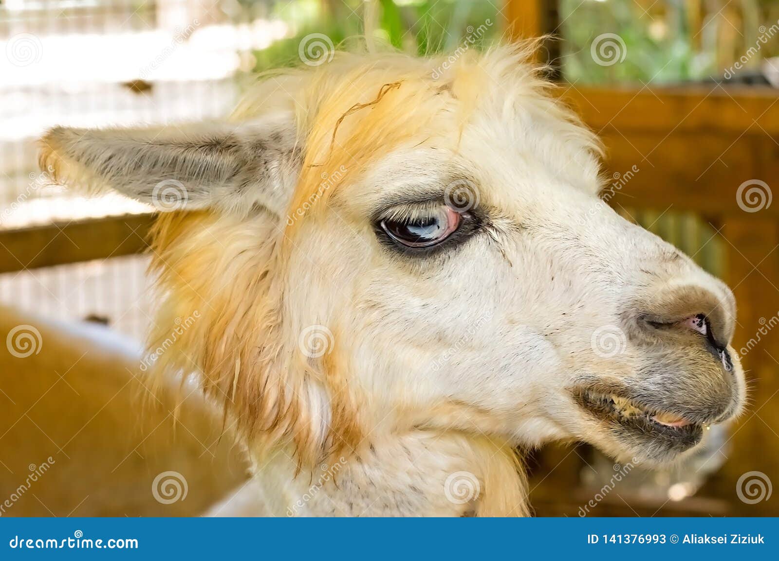 Portrait Lama. stock image. Image of wildlife, pretty - 141376993