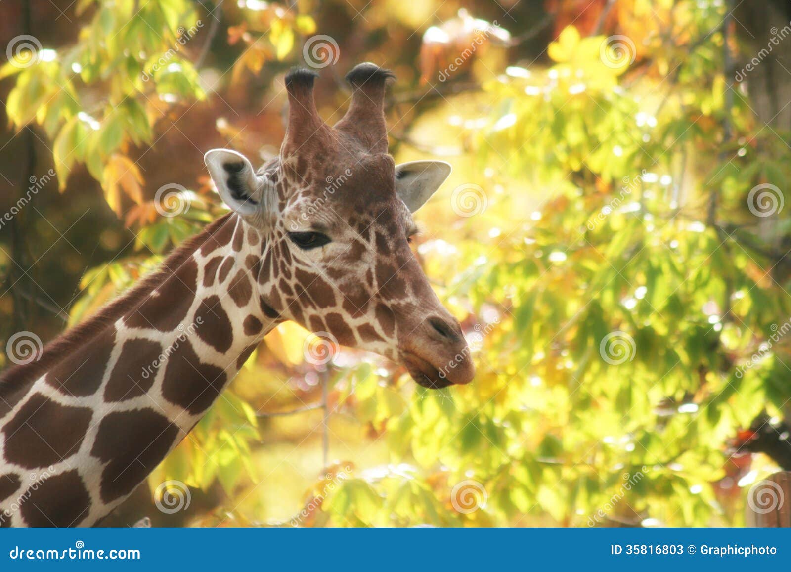 A Portrait of a Pretty Giraffe Stock Image - Image of land, giraffe ...