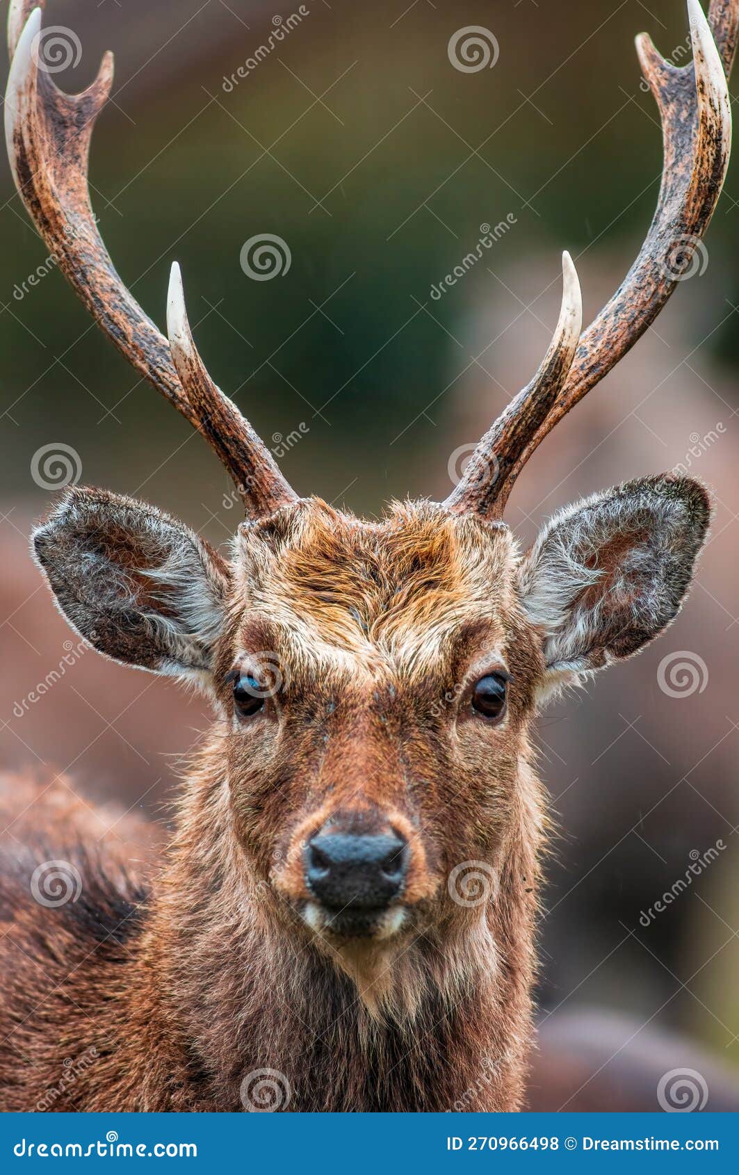 One Portrait of a Pretty Red Deer Buck Stock Photo - Image of grass ...
