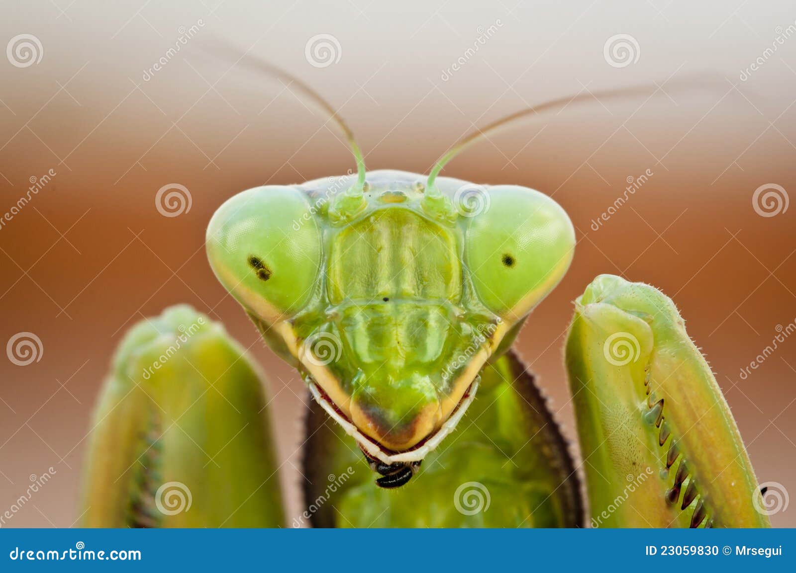 Portrait of a Preying Mantis Stock Photo - Image of looking, mandible ...