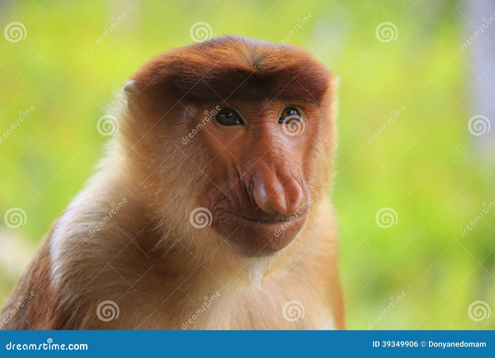 Portrait of Proboscis Monkey, Borneo Stock Photo - Image of park ...