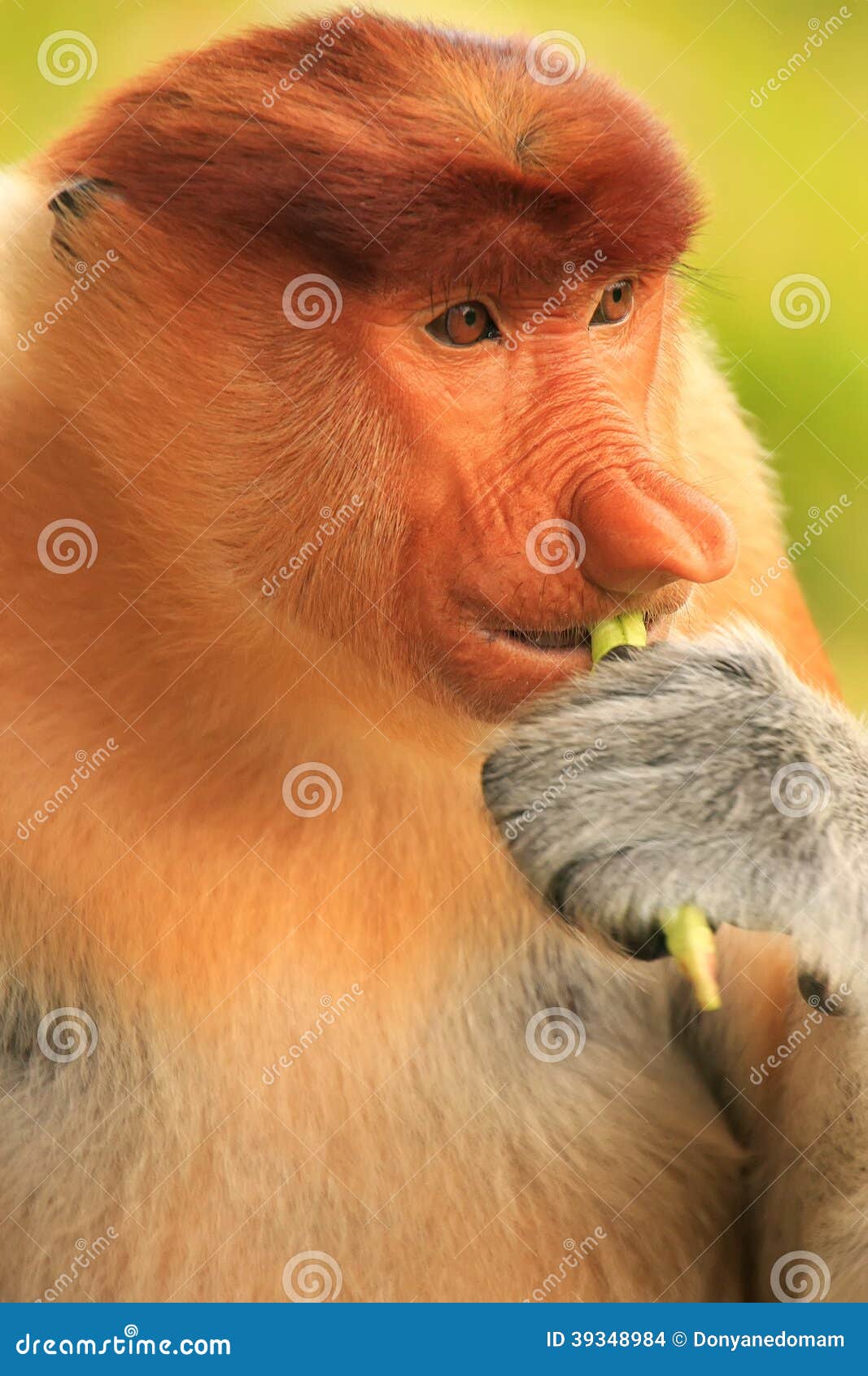 Portrait of Proboscis Monkey Eating, Borneo Stock Photo - Image of ...