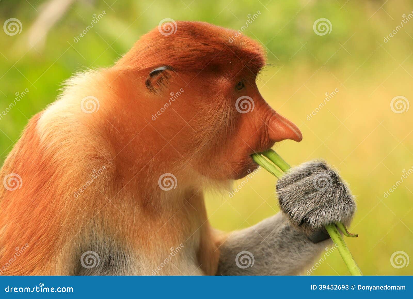 Portrait of Proboscis Monkey Eating, Borneo Stock Image - Image of ...