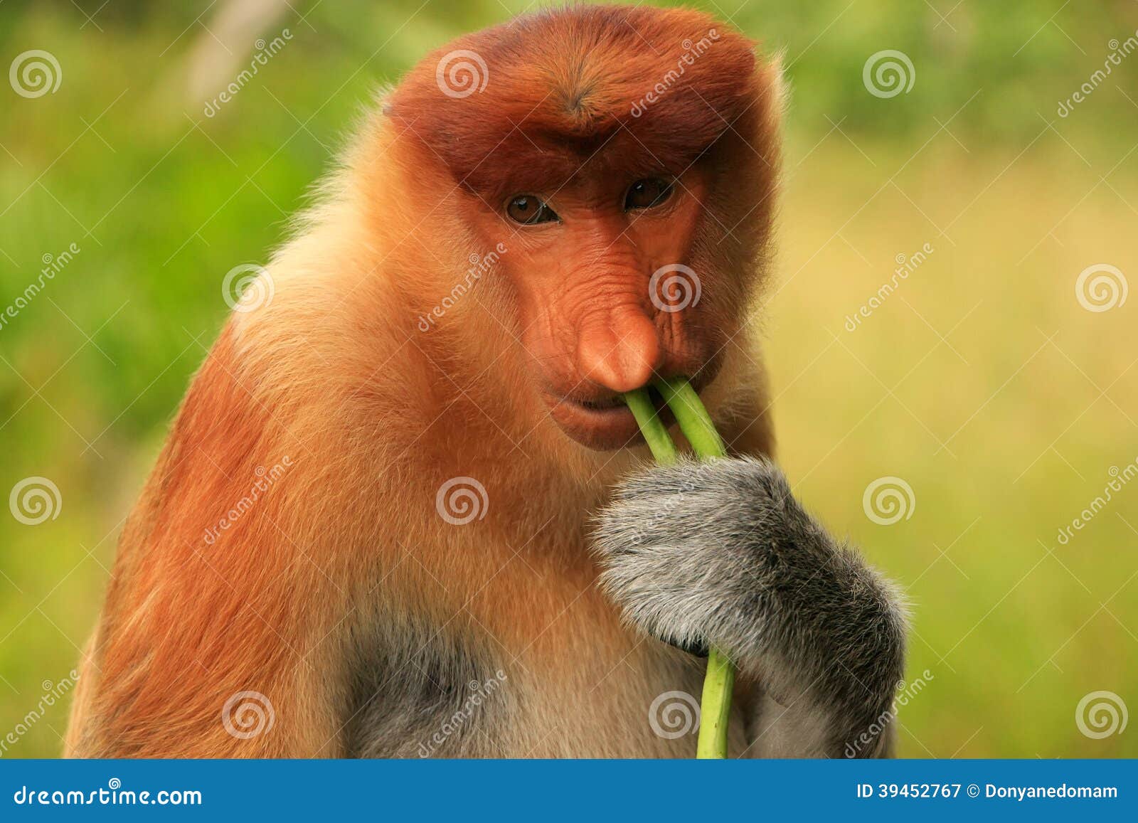 Portrait of Proboscis Monkey Eating, Borneo Stock Image - Image of park ...