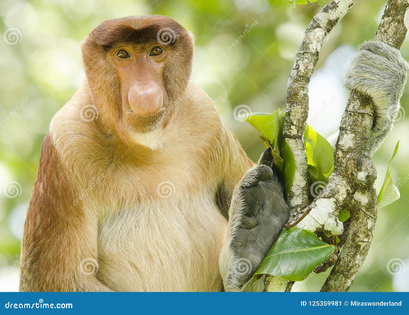 Portrait of a Proboscis Monkey Seen from the Front Resting in a Stock ...