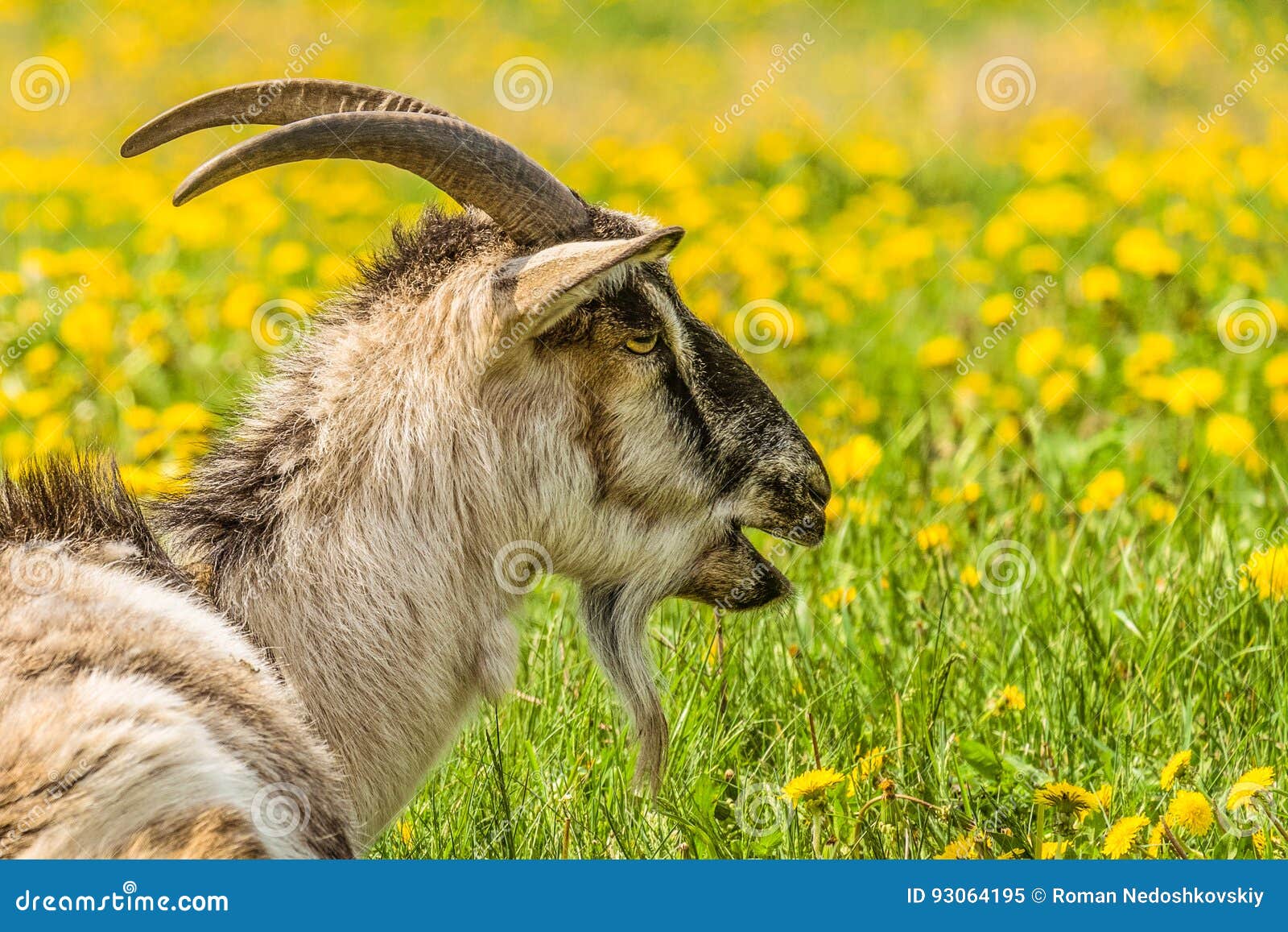 Portrait in Profile of a Bleating Goat Stock Image - Image of beasts ...