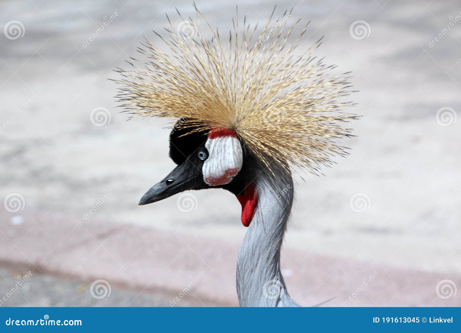 Portrait in a Profile on a Brooding Bird Stock Image - Image of bird ...