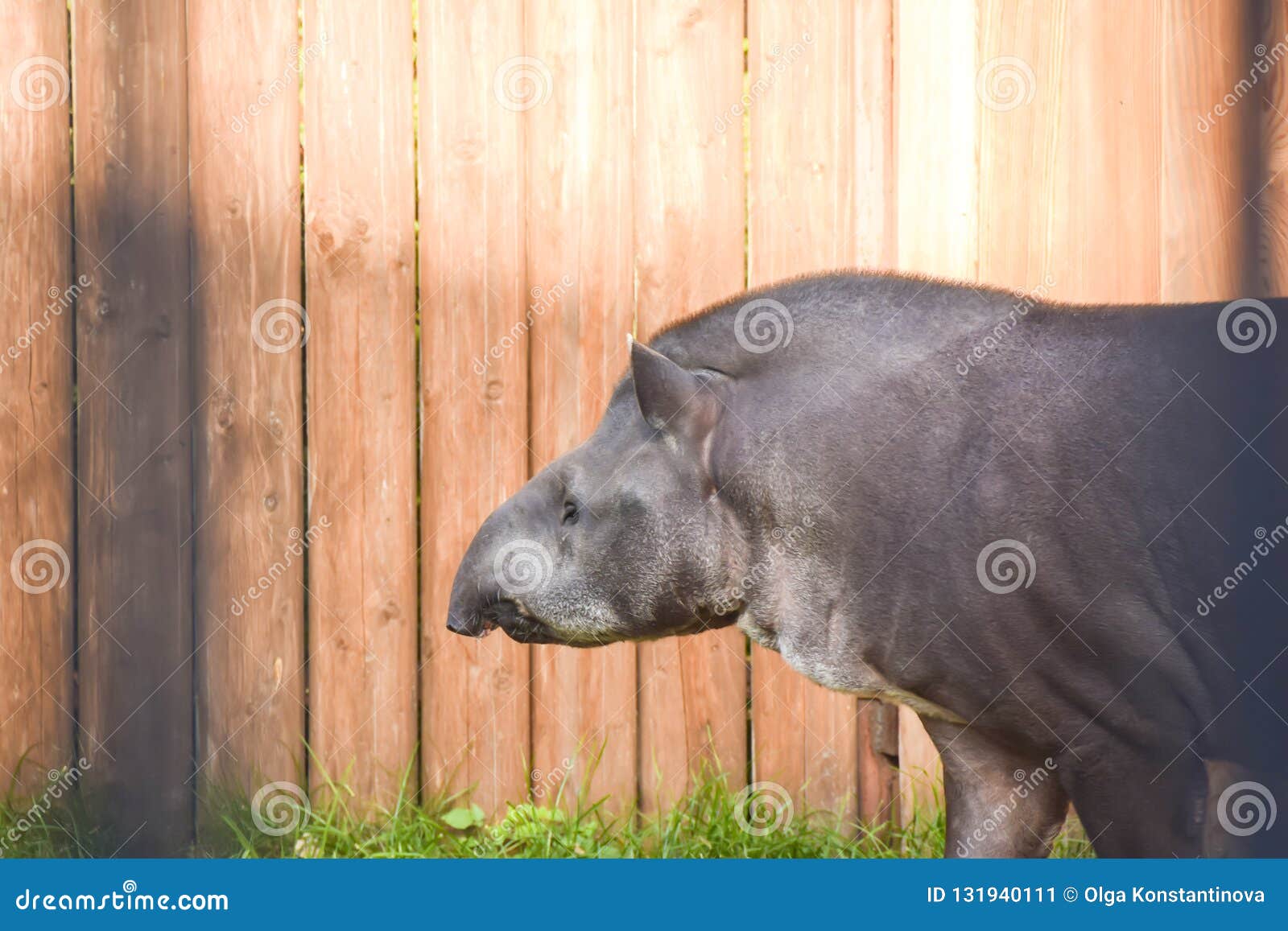 Portrait in Profile of a Walking Tapir in the Zoo through the Ba Stock ...