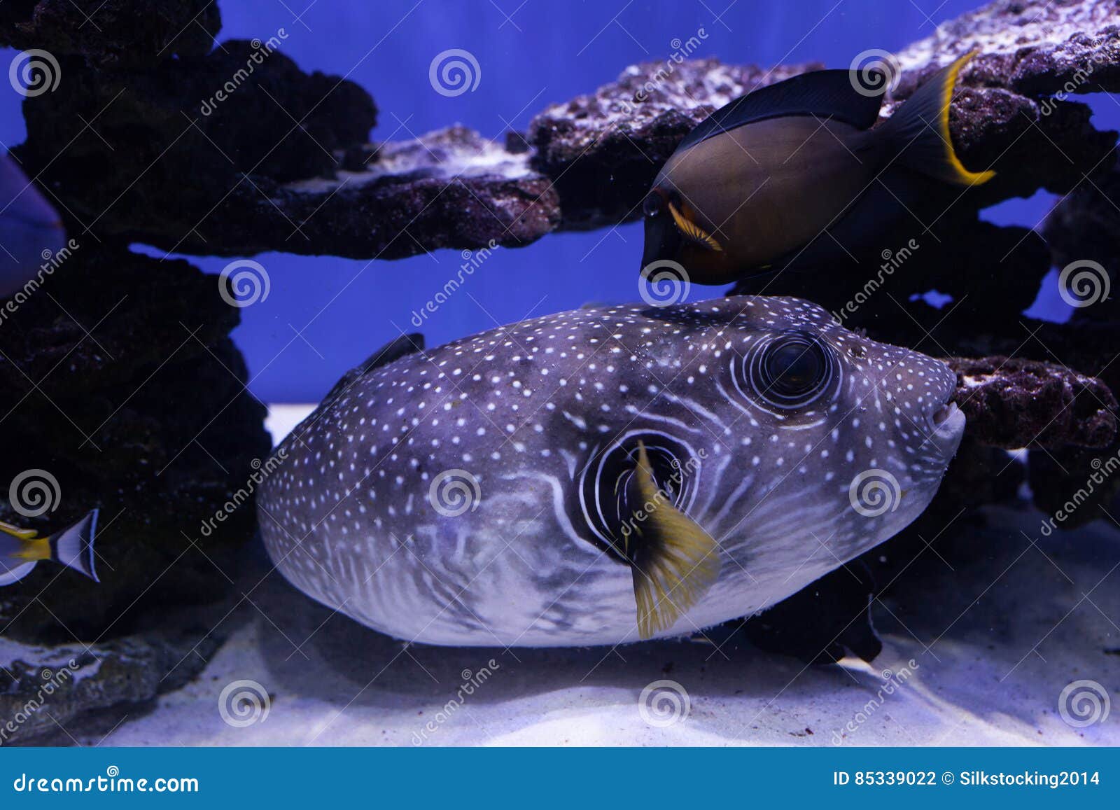 Portrait of a puffer fish stock photo. Image of snorkeling - 85339022