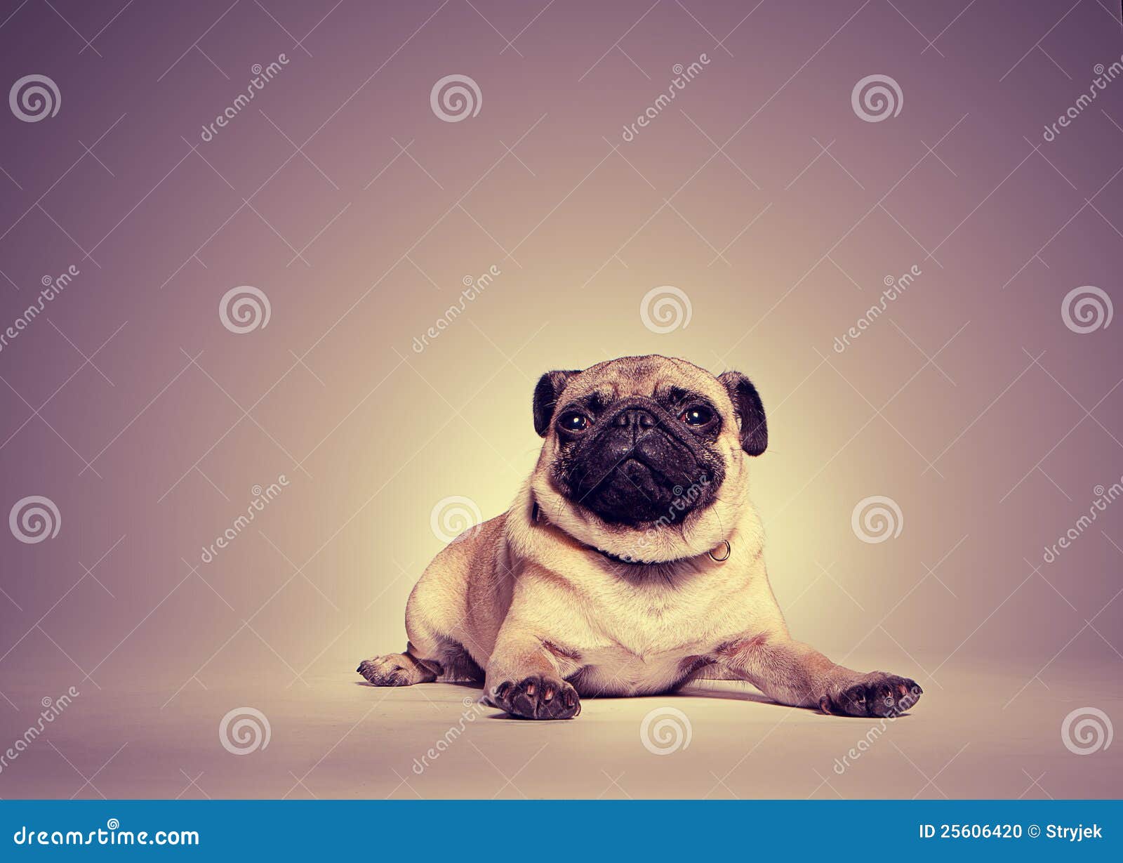Portrait of a pug stock photo. Image of breed, friend - 25606420