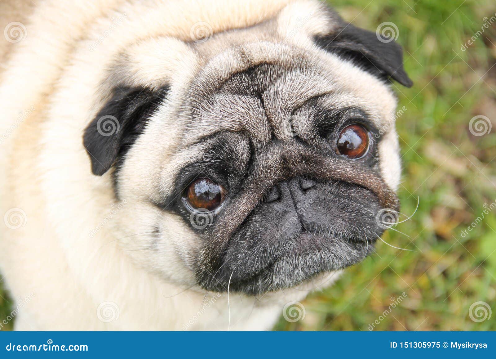 Portrait of pug stock image. Image of pedigree, grotesque - 151305975