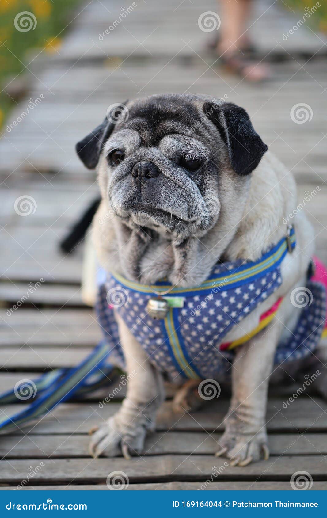 Portrait of a Pug Dog, Fat Dog, Angry Face Stock Photo - Image of ...
