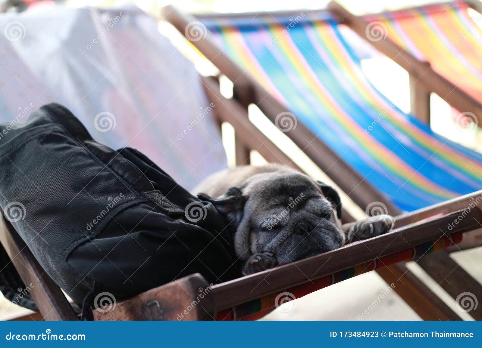 Portrait of a Pug Dog, Fat Dog Sleeping on a Canvas Bed by the Beach ...