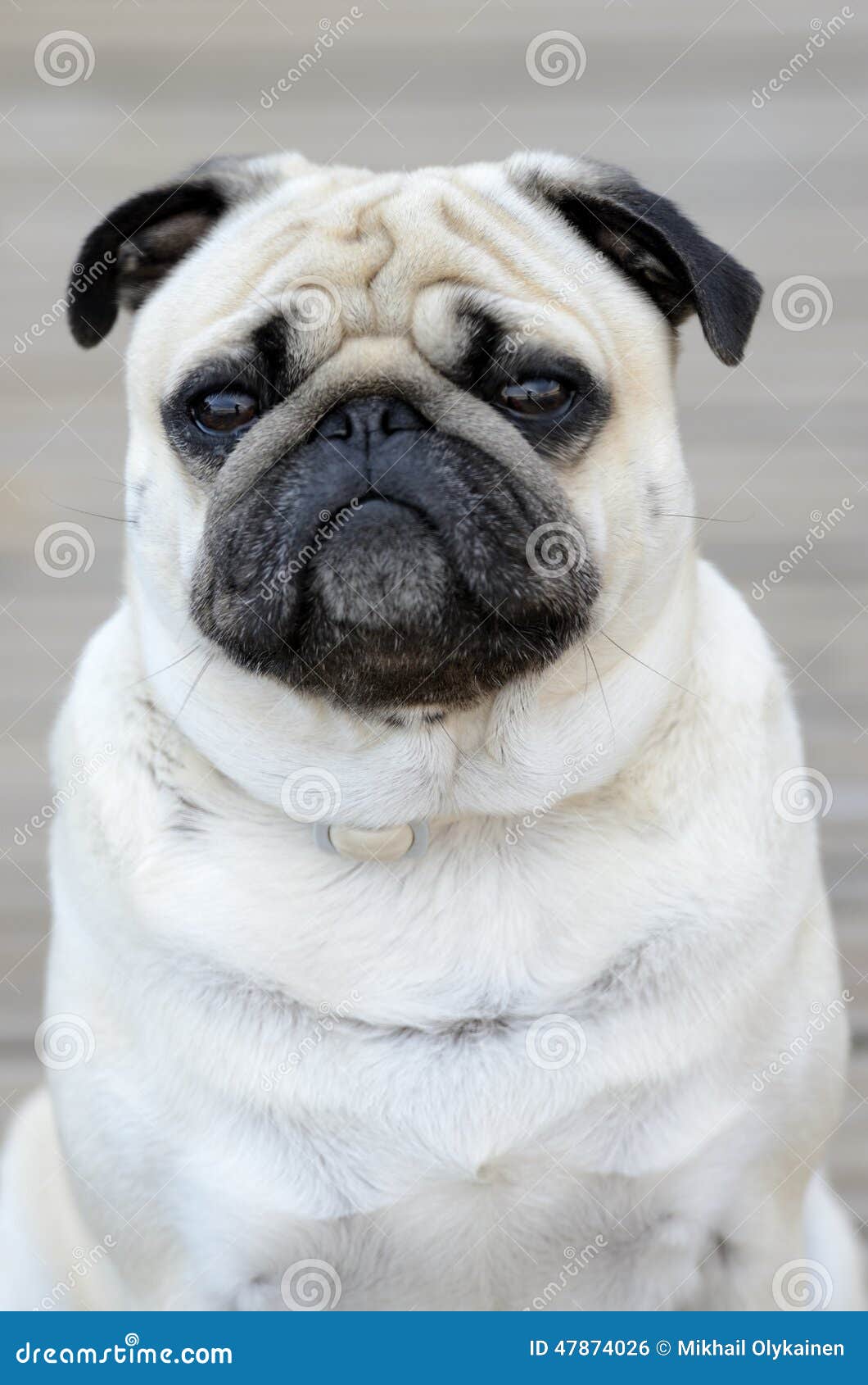 Portrait of a Pug outdoors stock photo. Image of expression - 47874026
