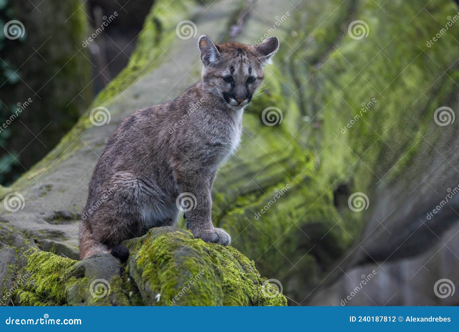 Portrait of a Puma in the Forest Stock Photo - Image of cougar, puma ...