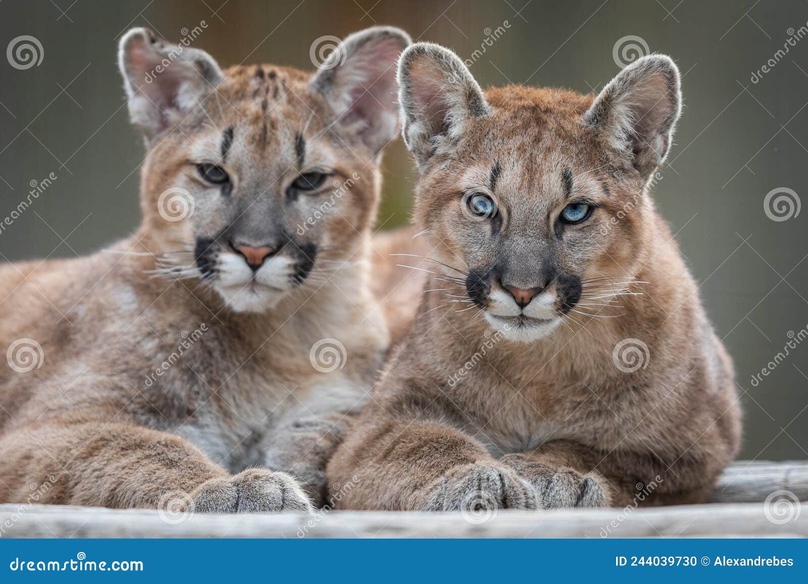Portrait of Puma in the Forest Stock Photo - Image of mountain, feline ...