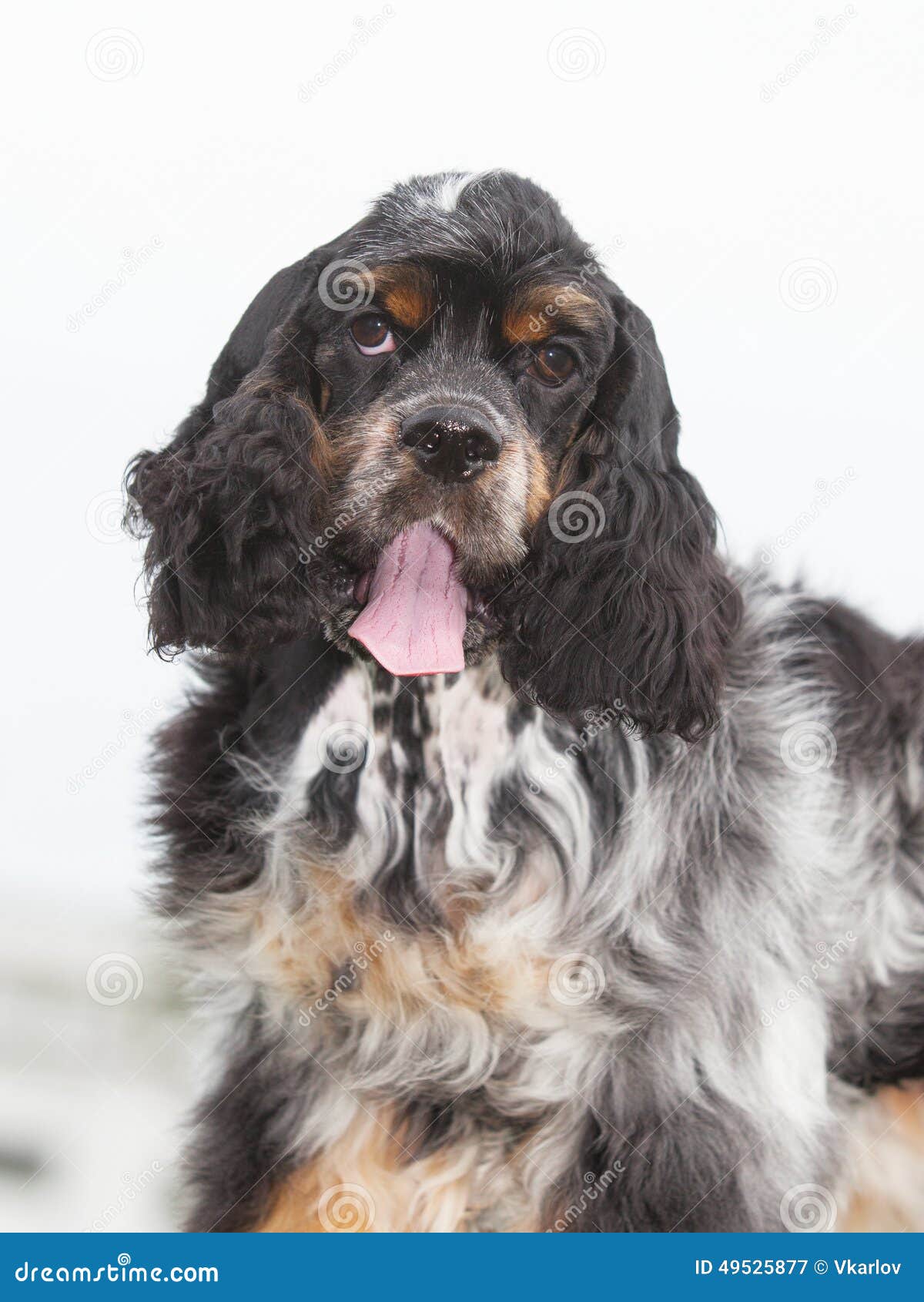 Portrait of a Purebred Puppy Cocker Spaniel Stock Image - Image of ...