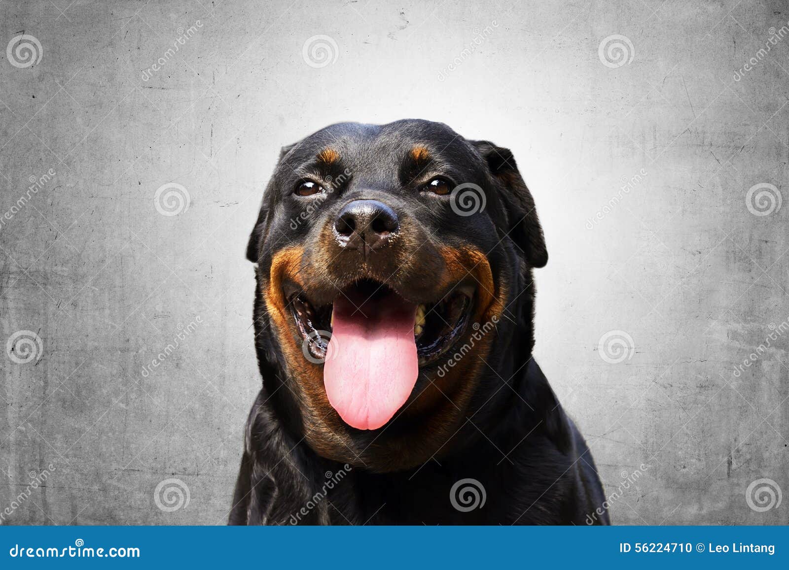 Portrait of a Purebred Rottweiler Stock Photo - Image of friendship ...