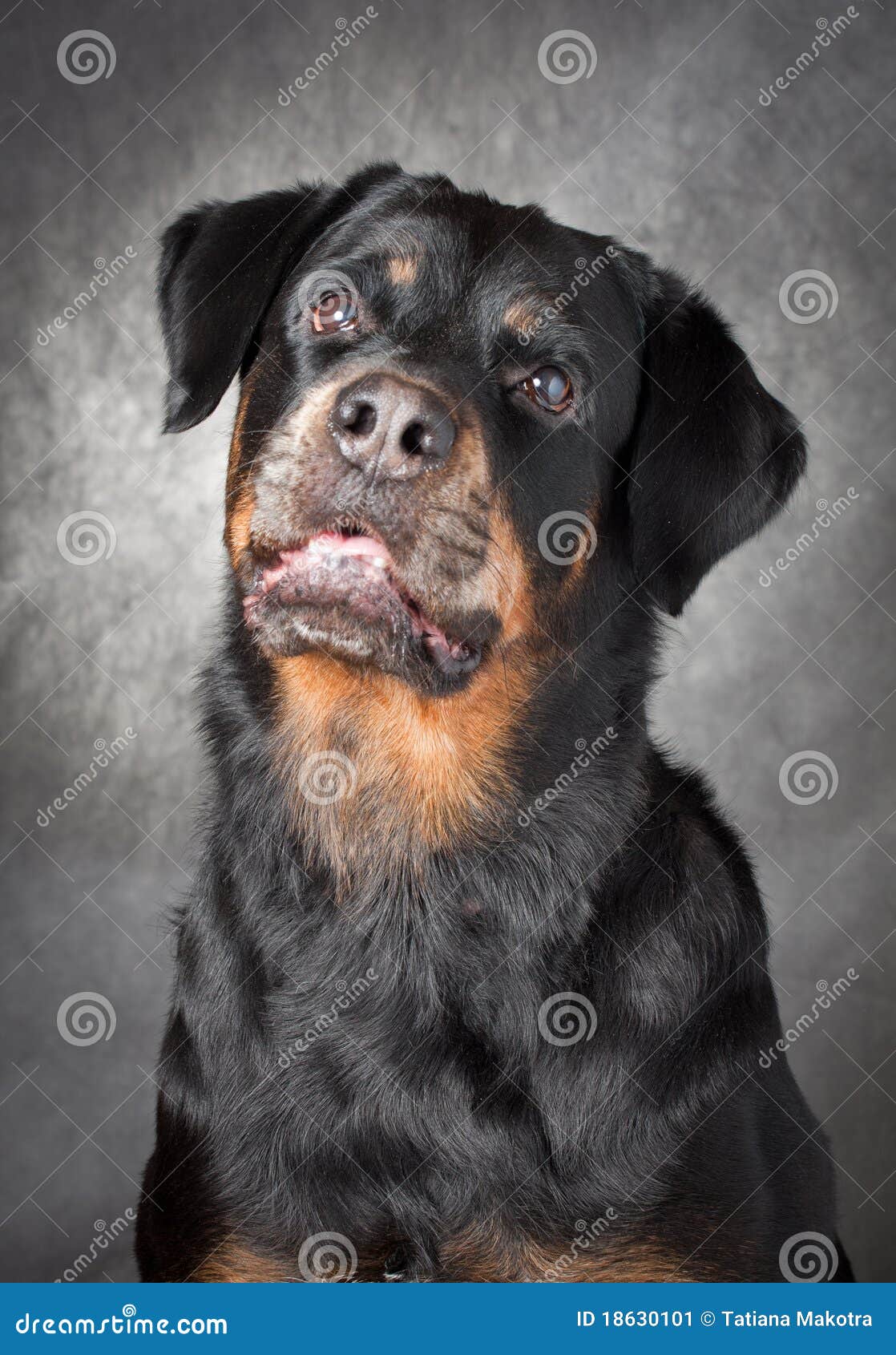 Portrait of a Purebred Rottweiler in Studio. Stock Image - Image of ...