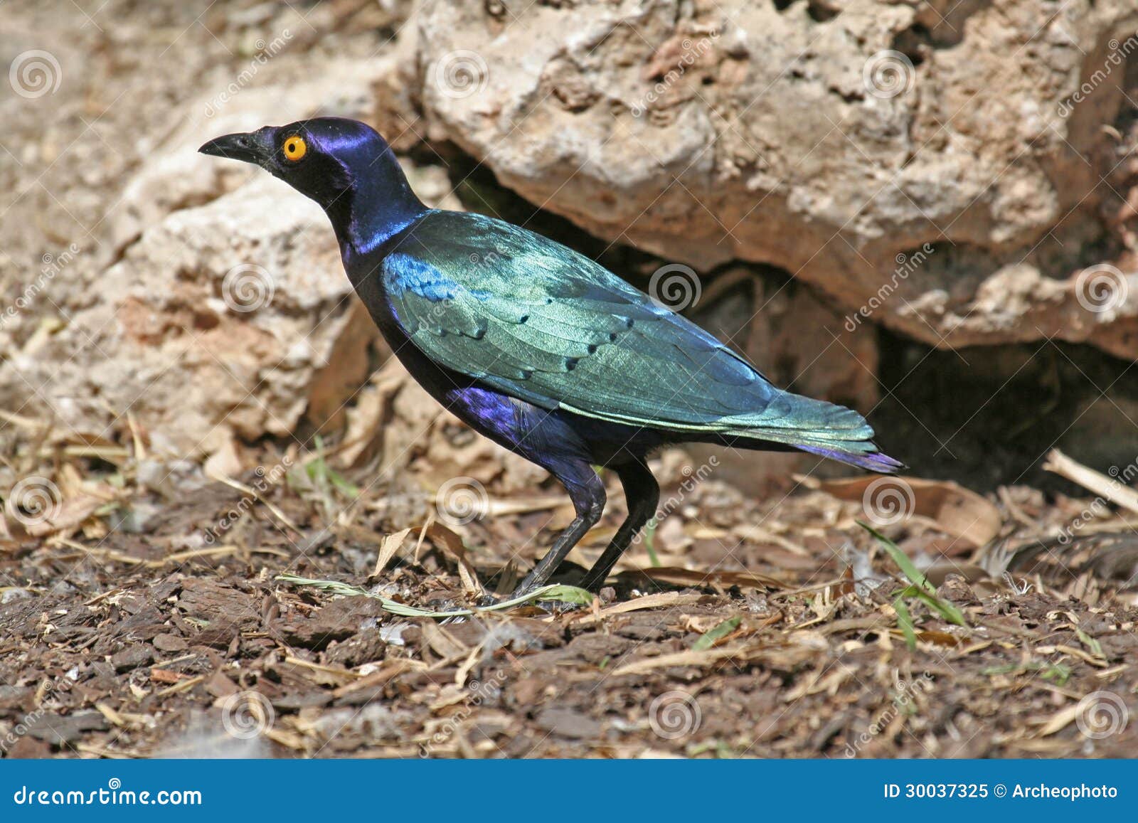 Purple Glossy Starling stock image. Image of adventure - 30037325