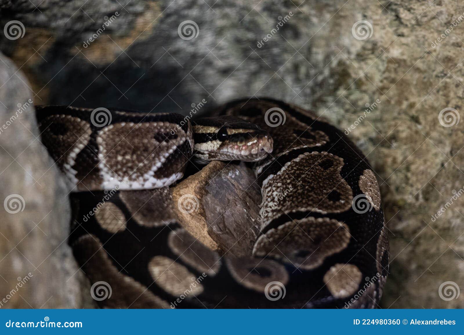 Portrait of a Python in the Jungle Stock Photo - Image of natural, head ...