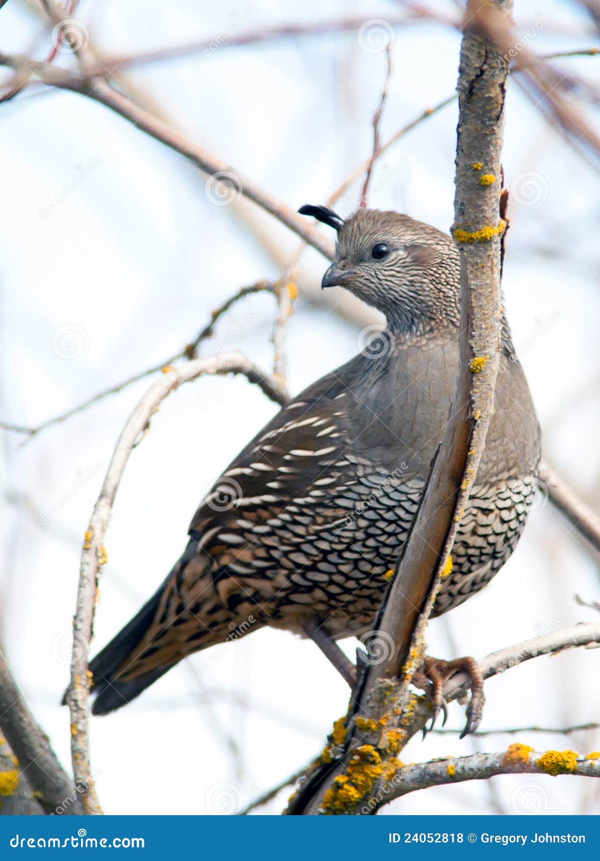 Portrait of a quail. stock photo. Image of feather, wild - 24052818