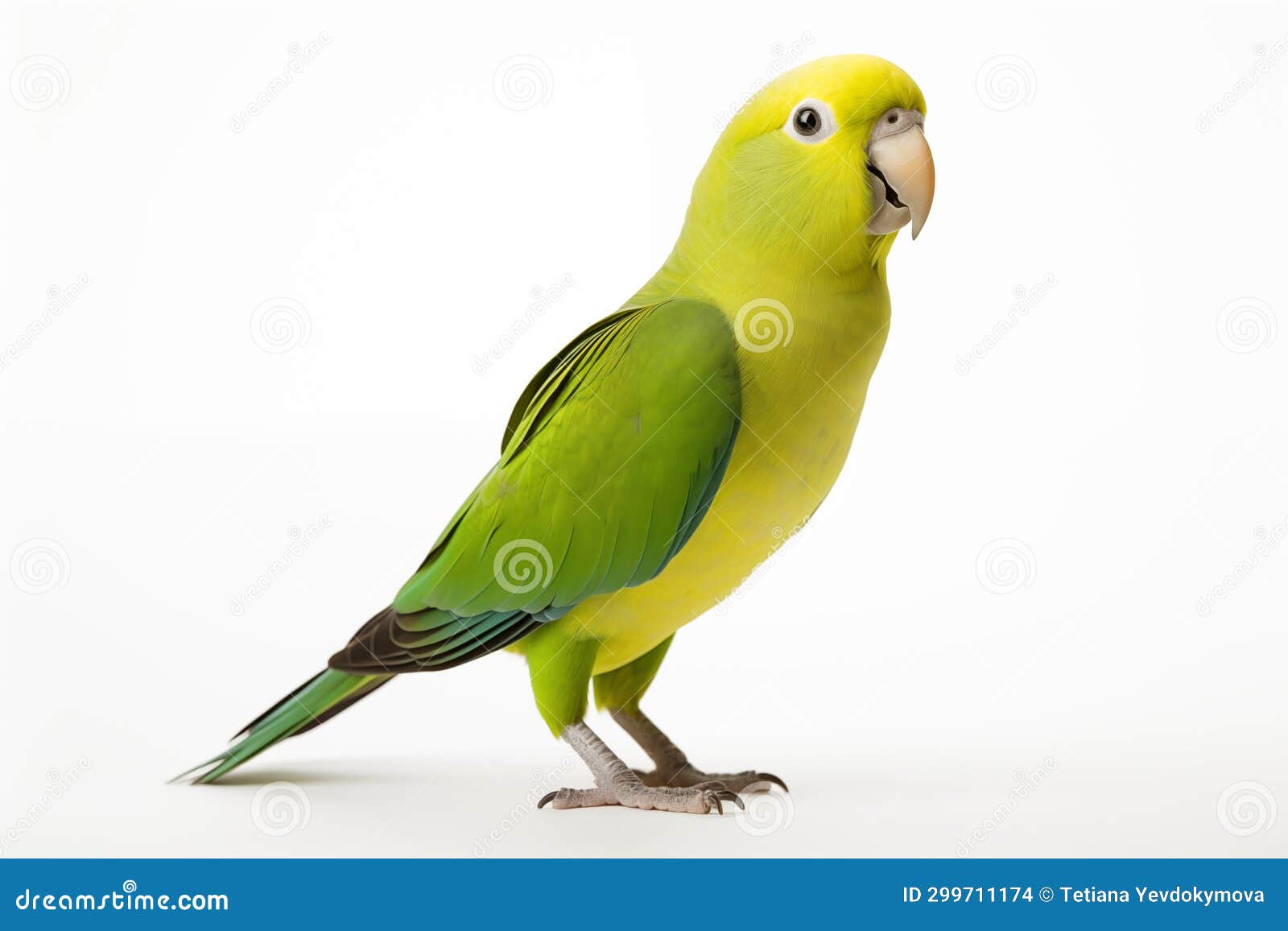 Quaker Parrot Monk Parakeet Bird Various Poses Cartoon Vector Character ...