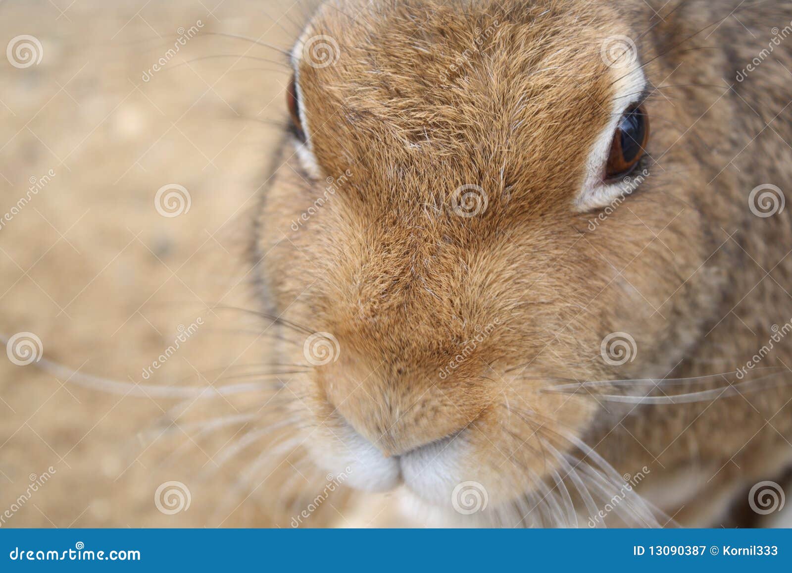 Portrait of the rabbit stock image. Image of muzzle, grey - 13090387