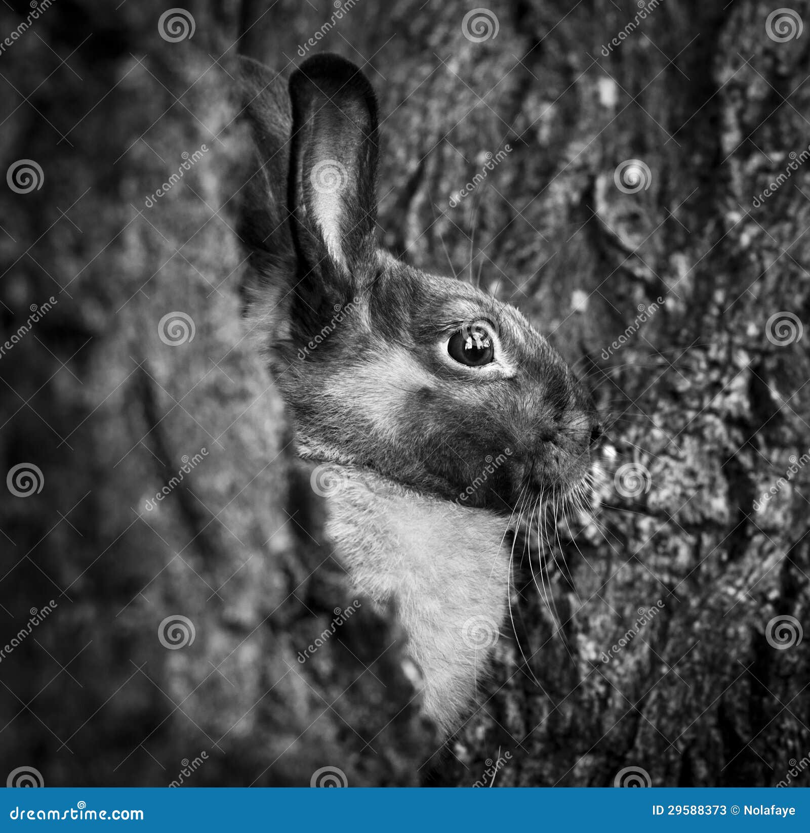 Portrait of a rabbit stock image. Image of outside, male - 29588373