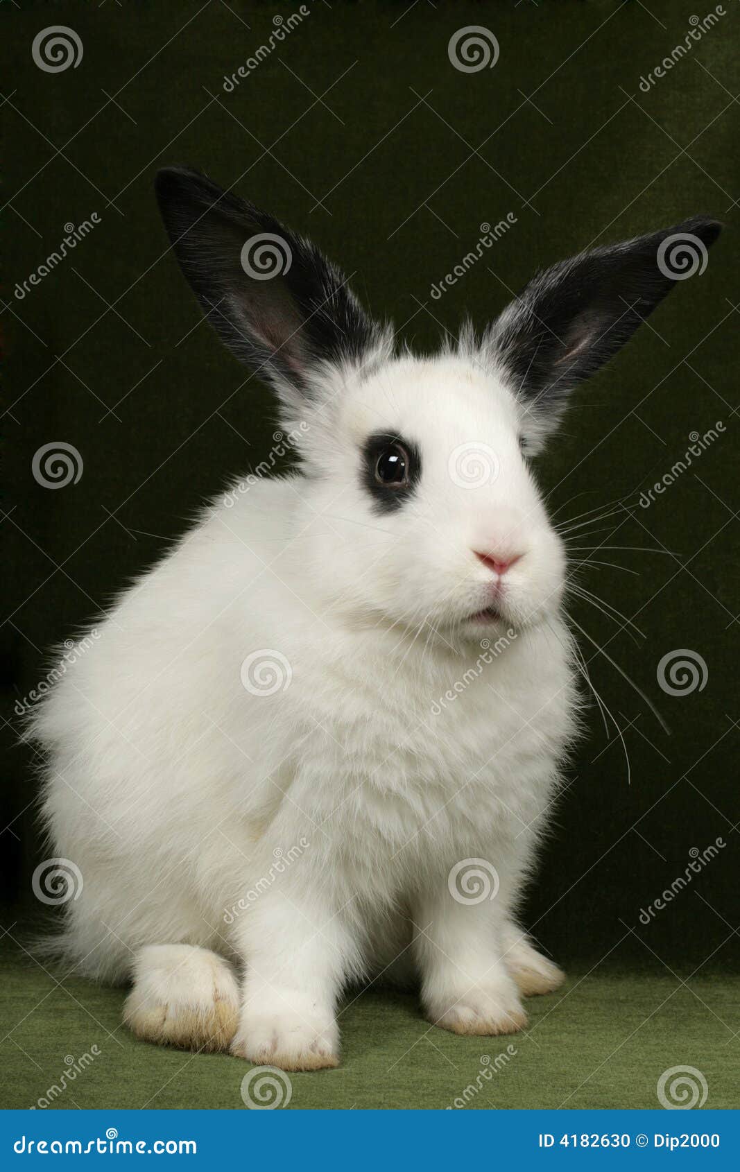 Portrait of a rabbit stock photo. Image of fine, rabbit - 4182630