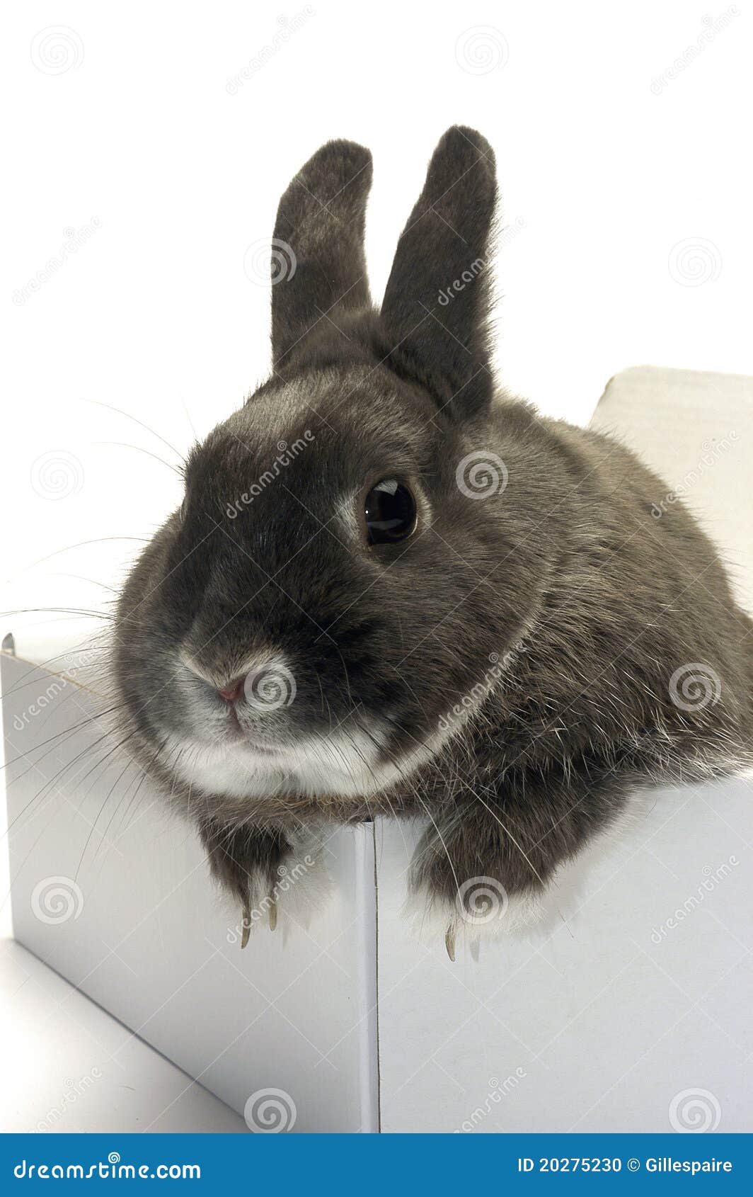 Portrait of a Rabbit in a Box Stock Photo - Image of fluffy, face: 20275230