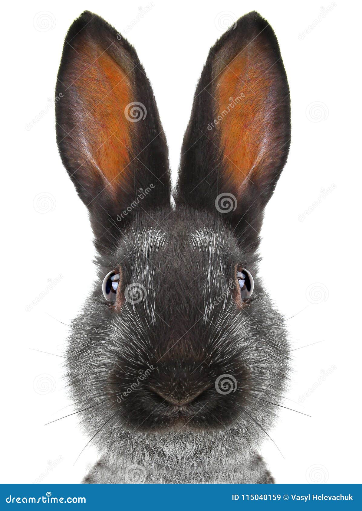 Portrait Rabbit Distorted by a Wide-angle Close-up Stock Image - Image ...