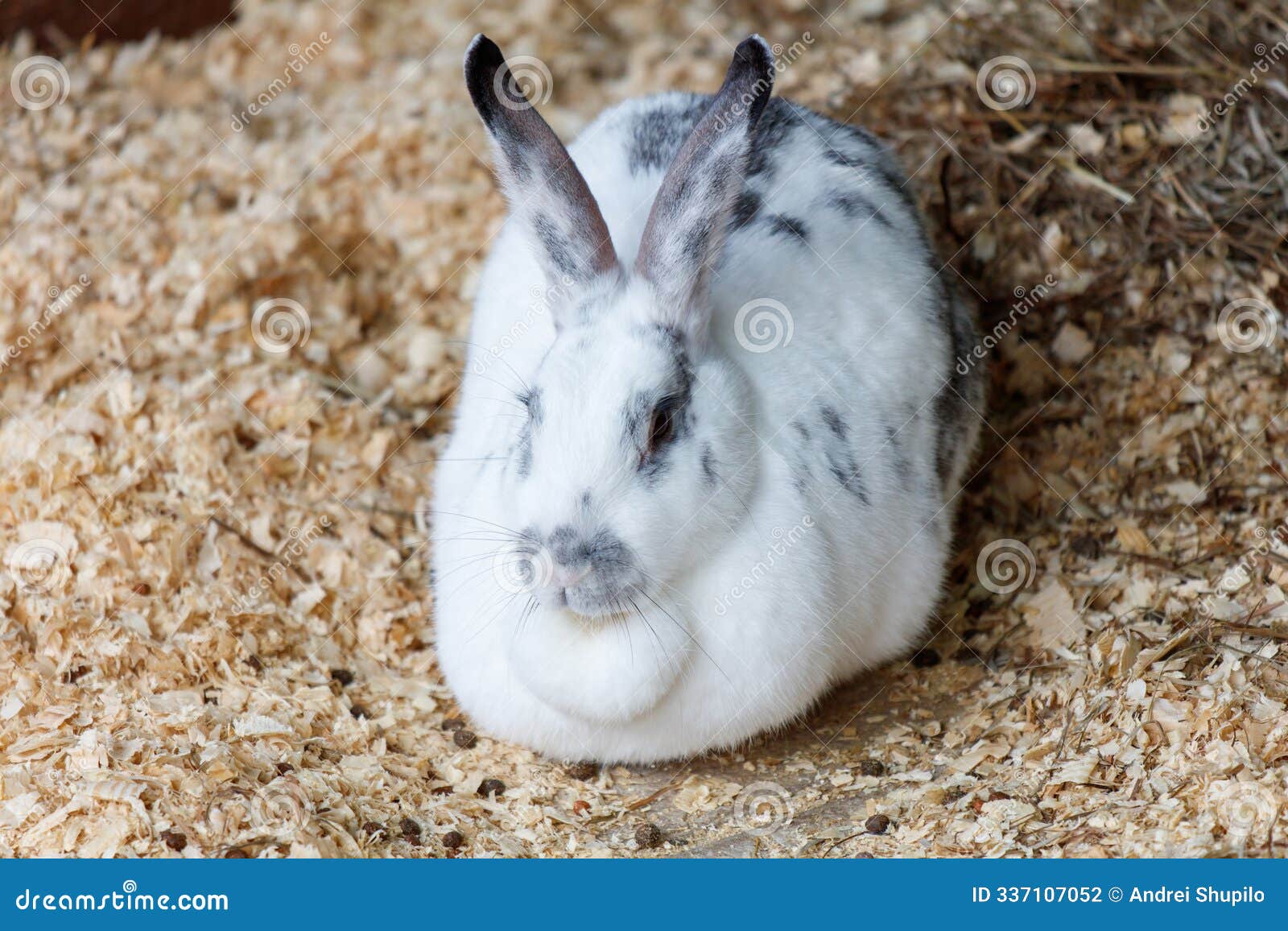 Portrait of a Rabbit on a Farm Stock Photo - Image of nature, farm ...