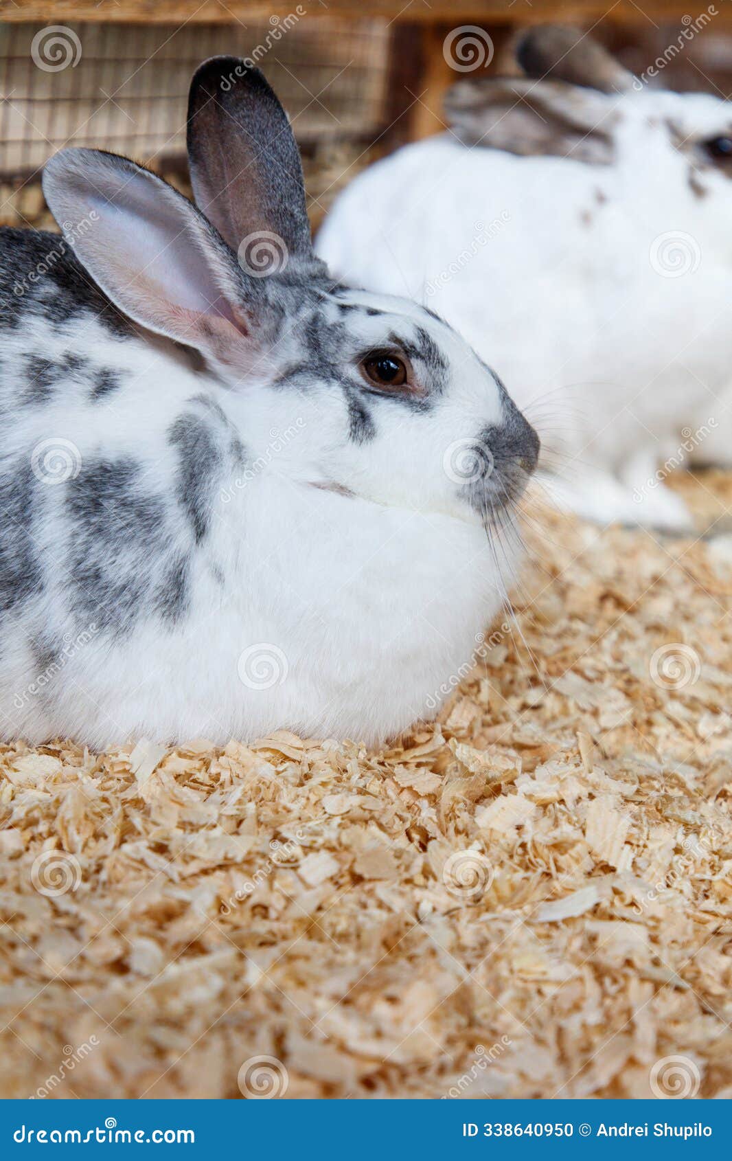 Portrait of a Rabbit on a Farm Stock Photo - Image of young, little ...