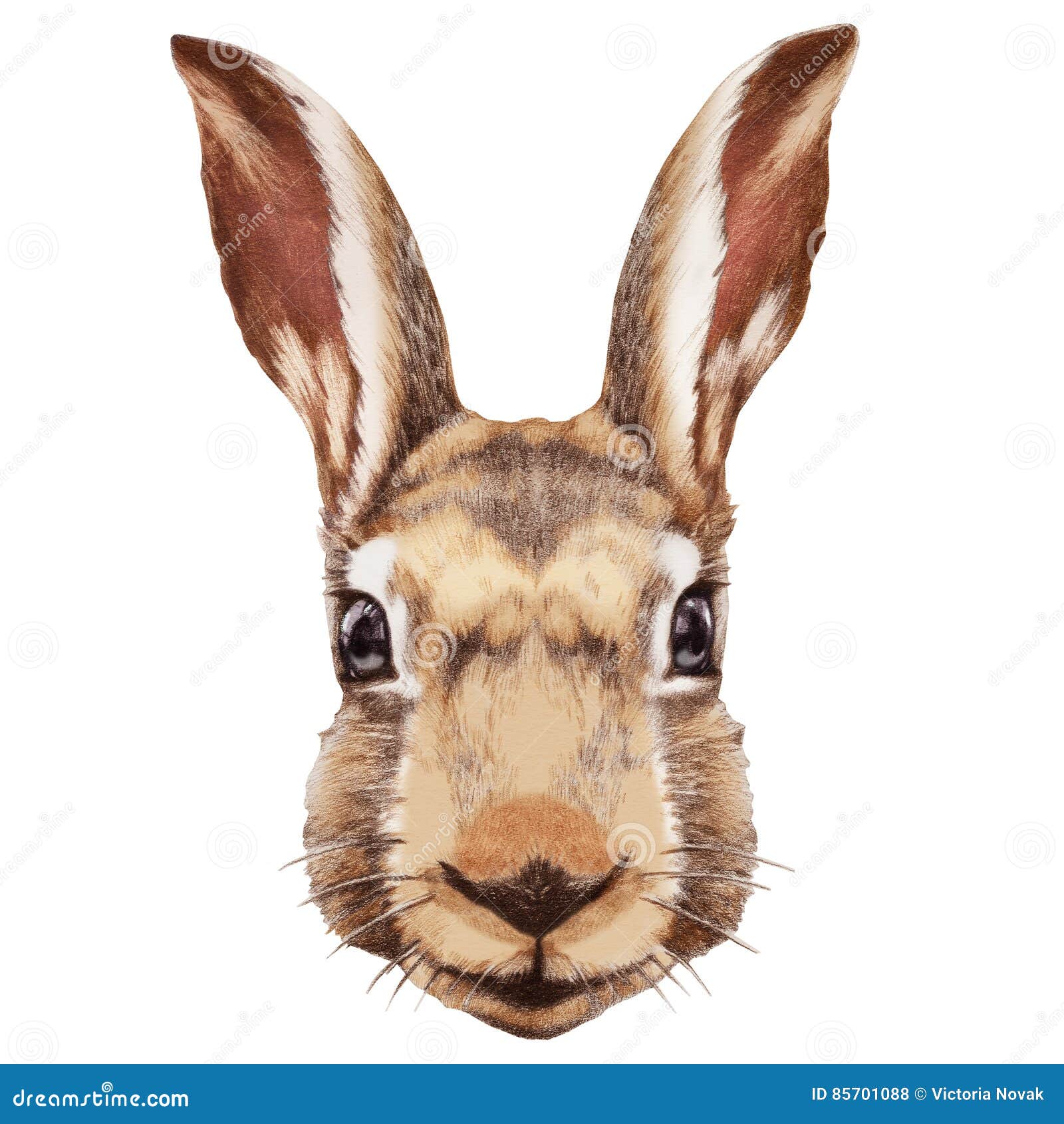 Portrait of Rabbit. stock illustration. Illustration of funny - 85701088