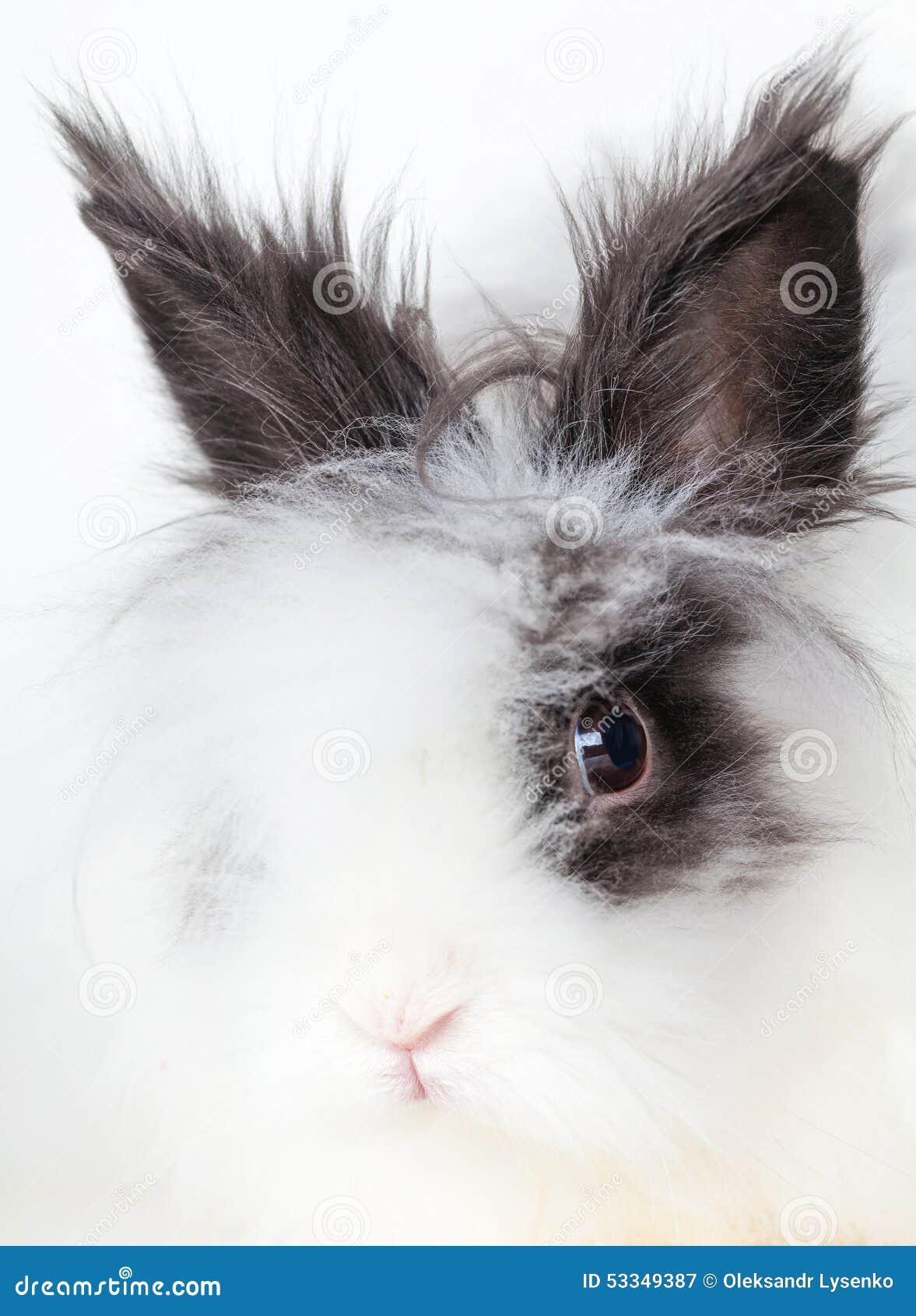 Portrait rabbit stock image. Image of furry, wild, young - 53349387