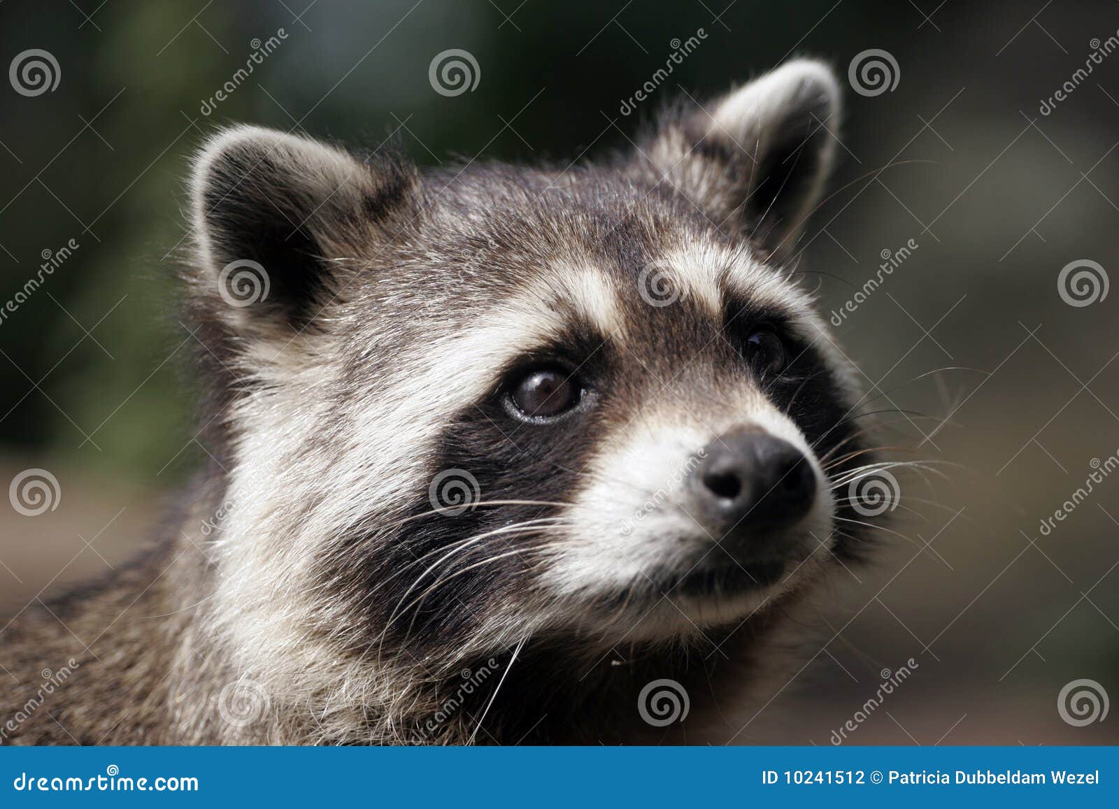 Portrait of a raccoon stock photo. Image of carnivore - 10241512