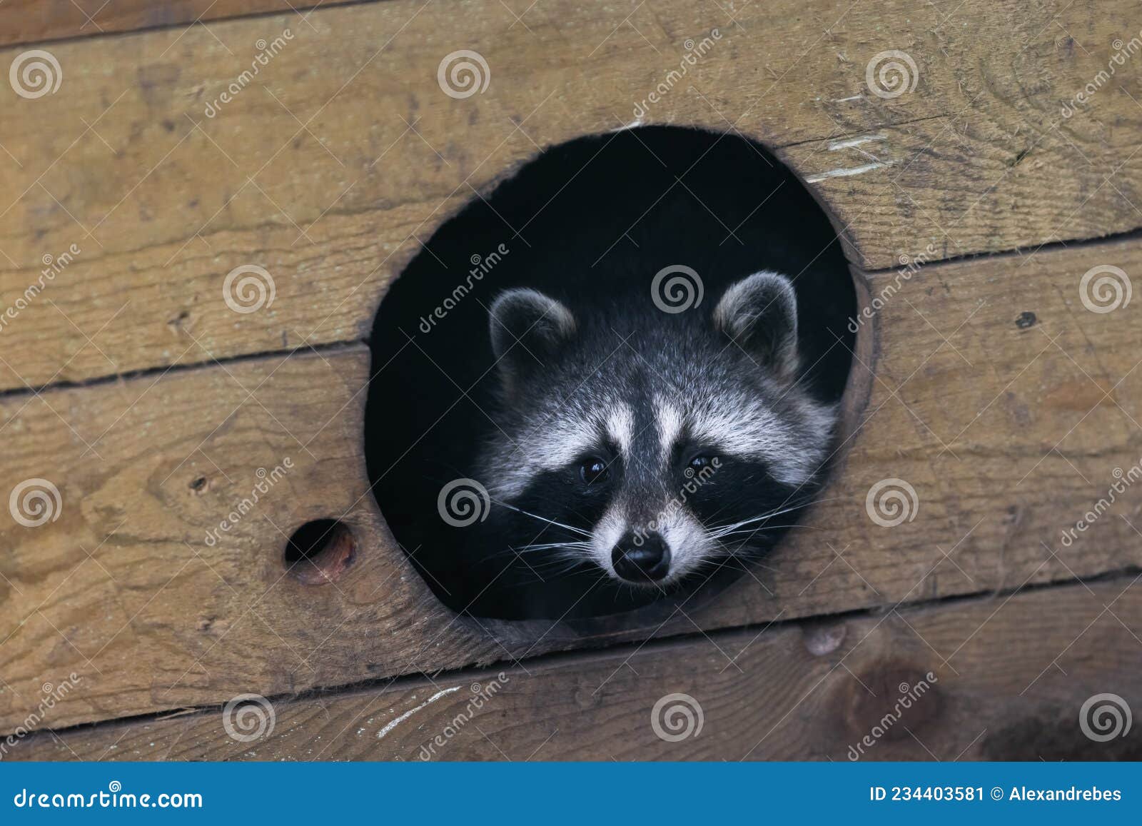 Portrait of a Raccoon in the Forest Stock Image - Image of brown ...